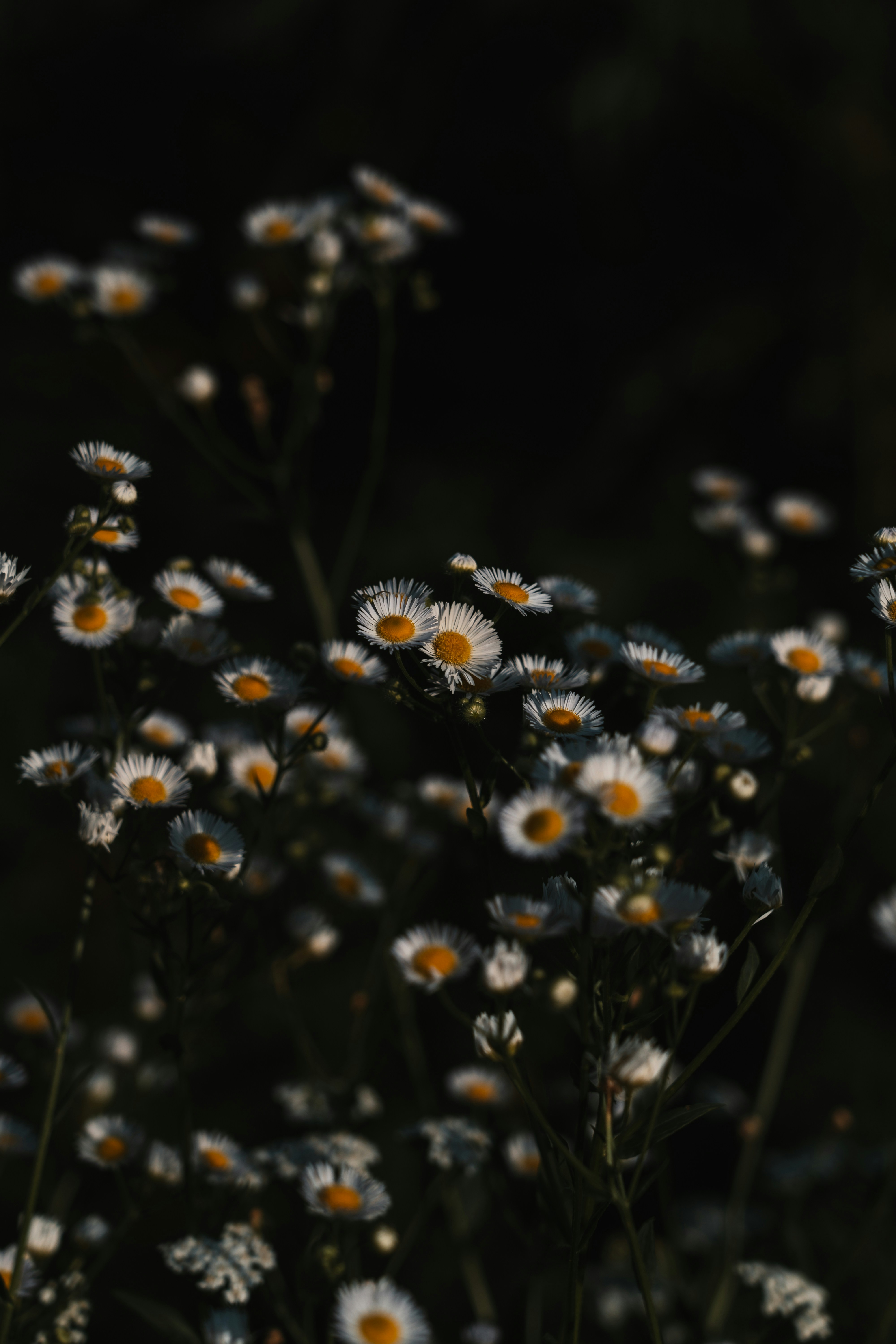 Photo by Andrei R. Popescu with Sony Alpha 7 III