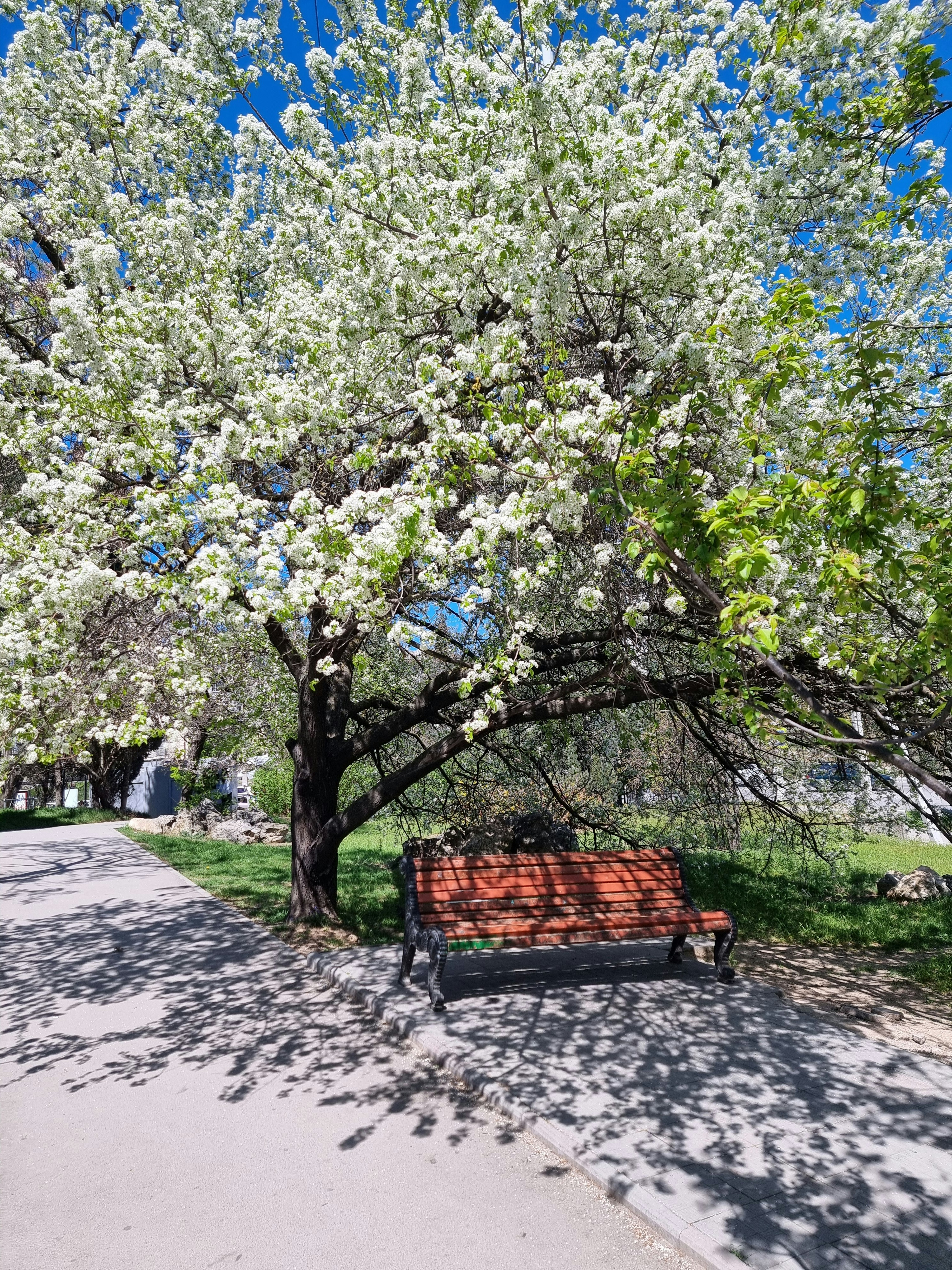 Sunlit White Blossom Canopy Over a Park Bench