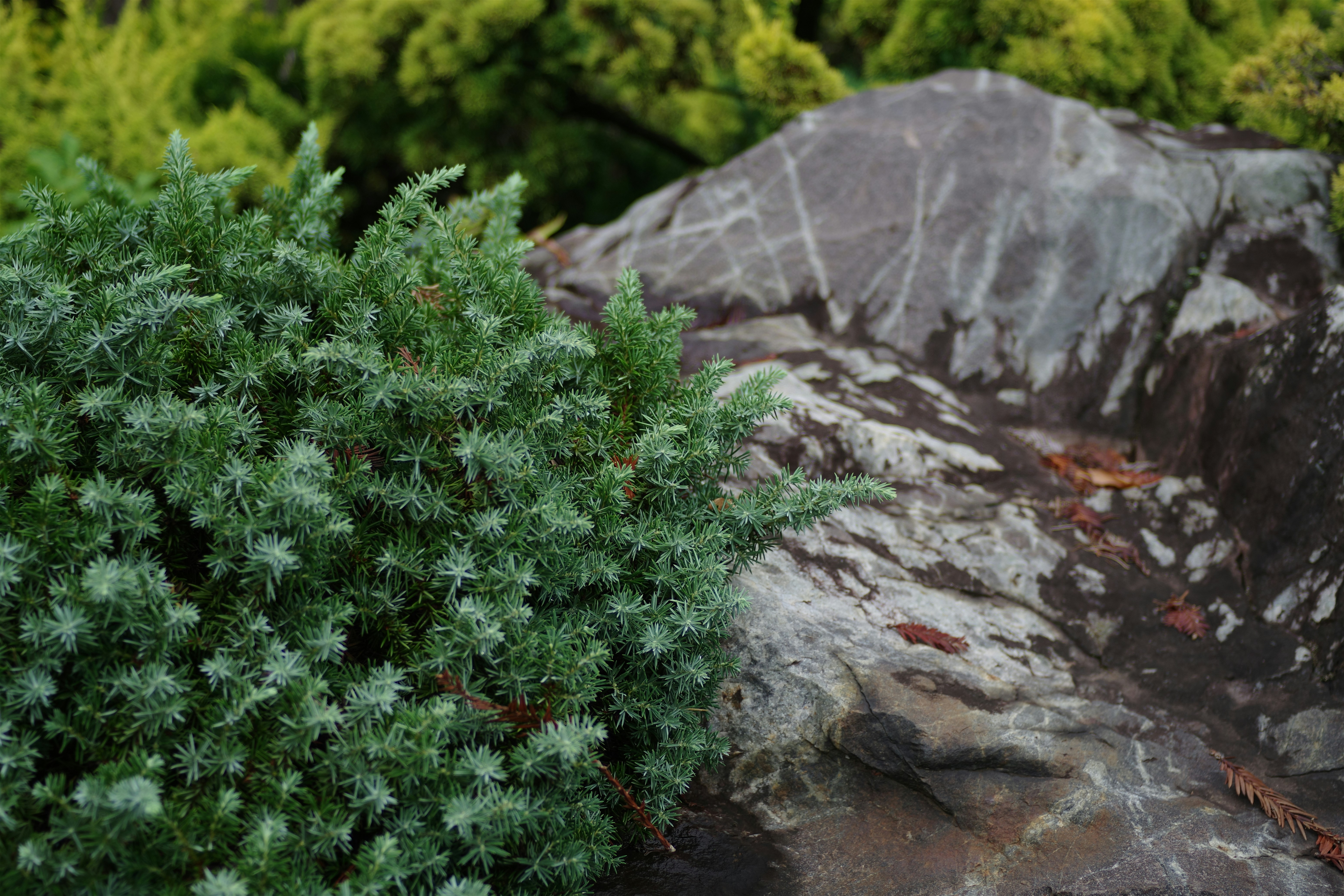 Emerald Juniper Framed by Weathered Granite