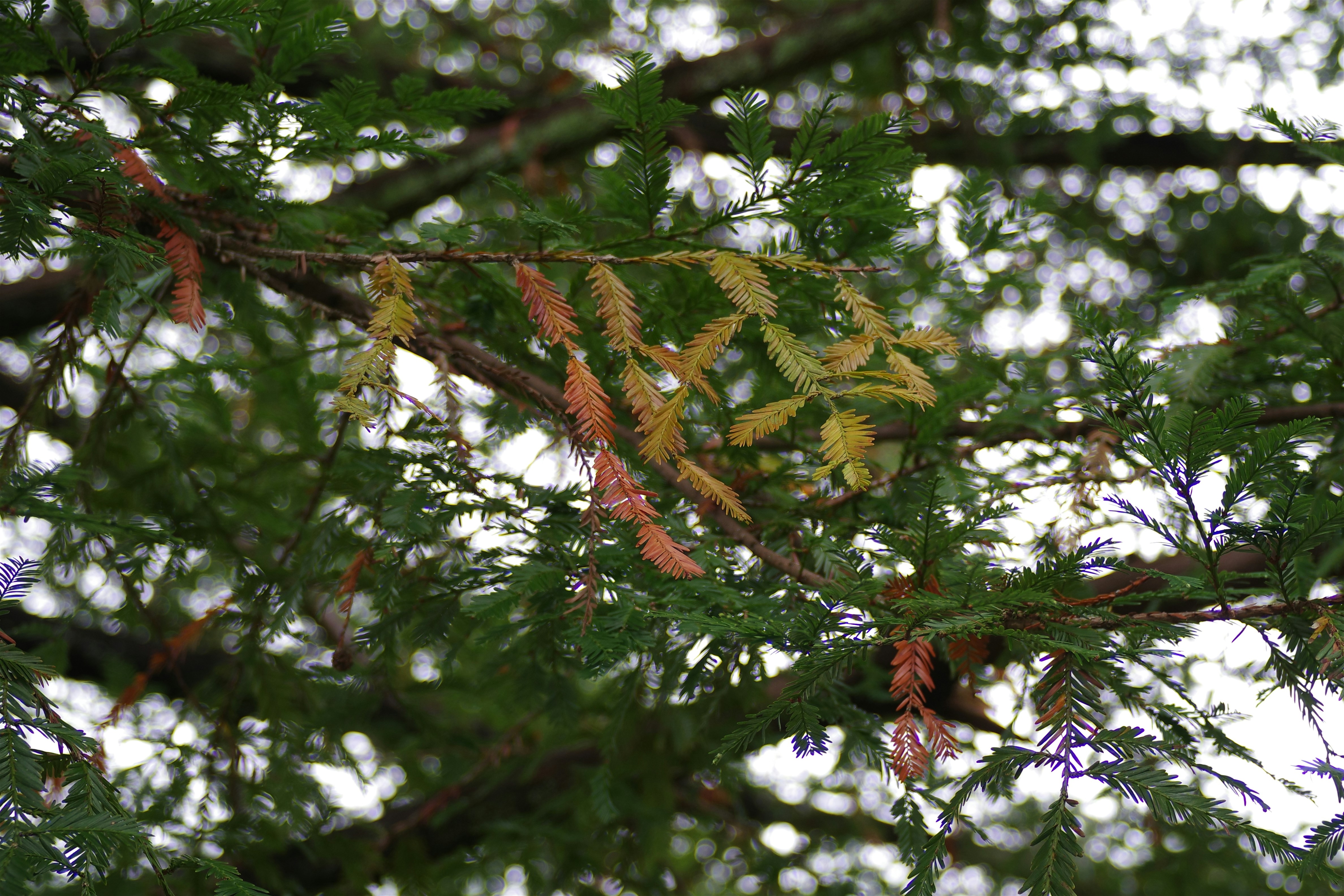 Backlit Conifer Veil: Delicate Fern Fronds in Transition