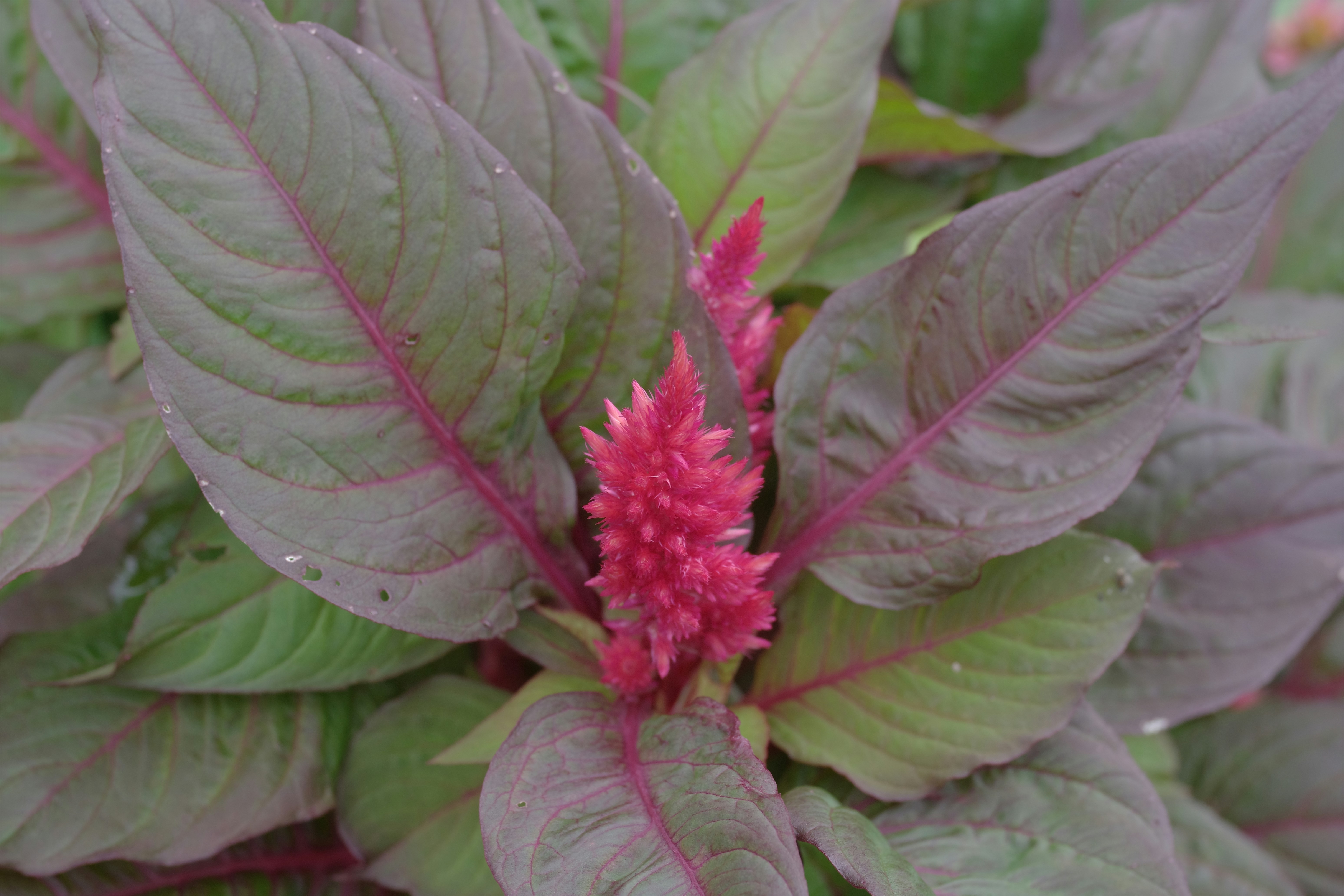 Crimson Spike in a Palette of Leaves