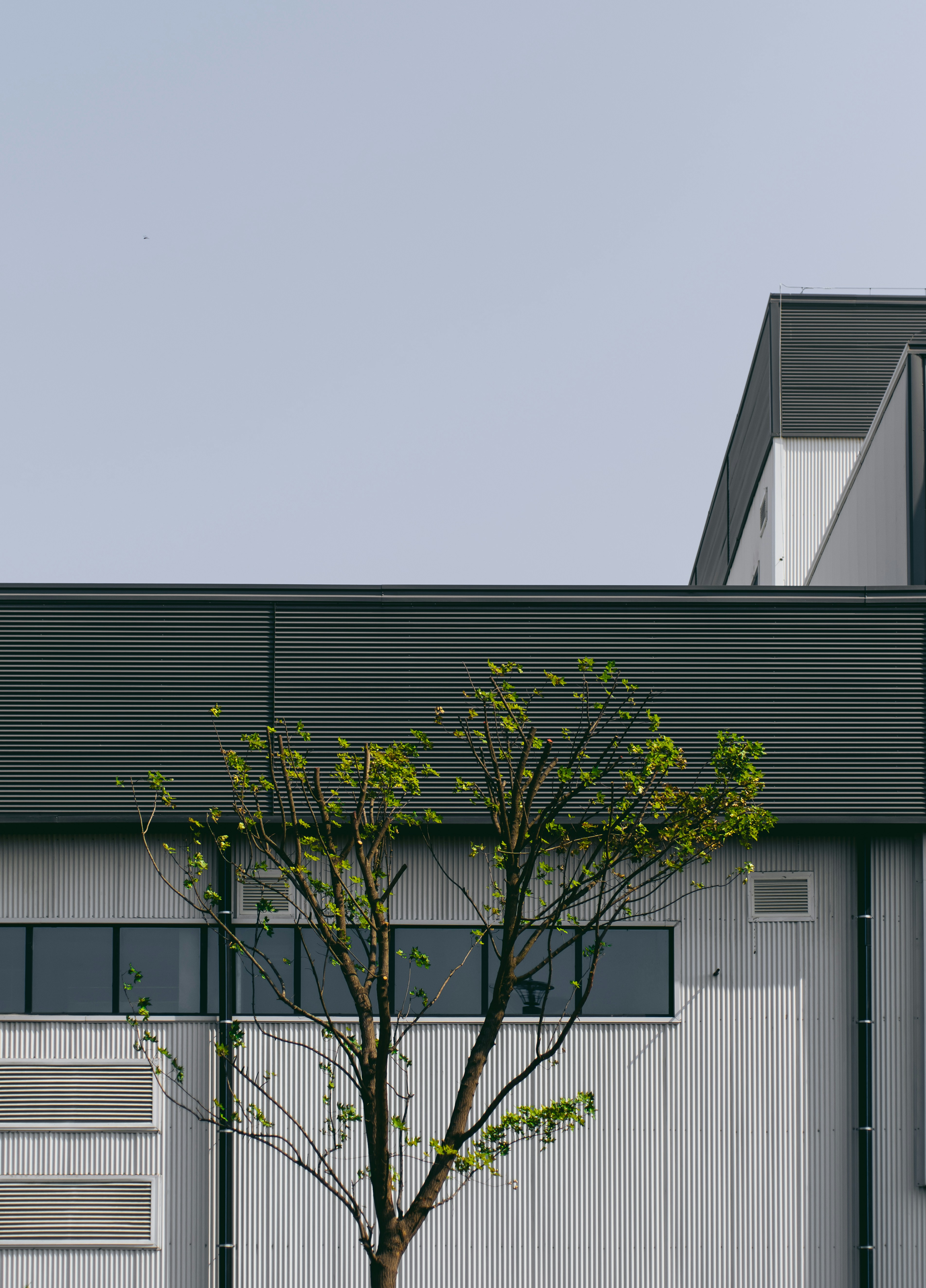 Photograph of a lone tree in front of a modern corrugated-metal industrial facade under a pale blue sky.