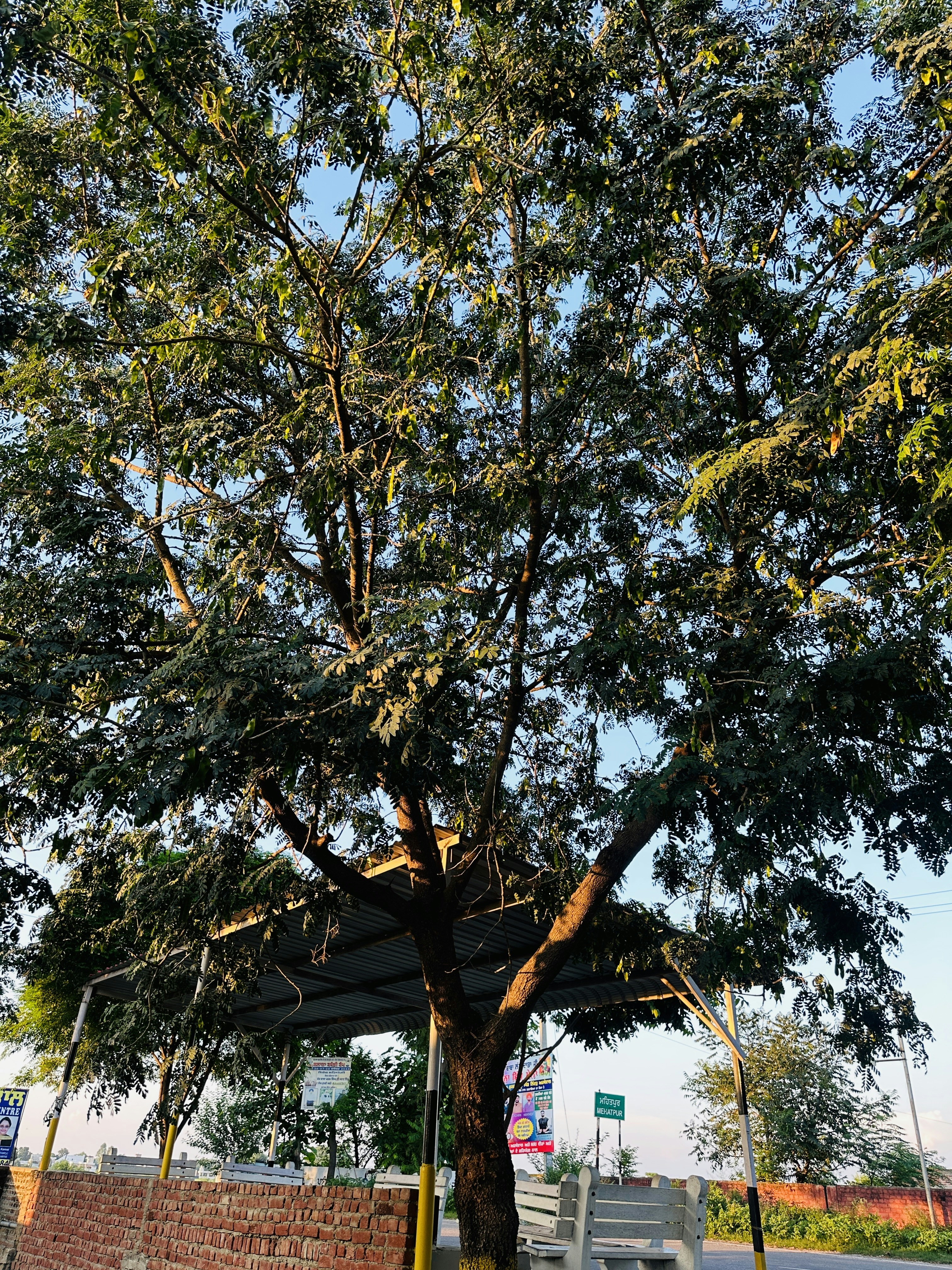 Sunlit Cedar Canopy Over a Parking Shade Structure