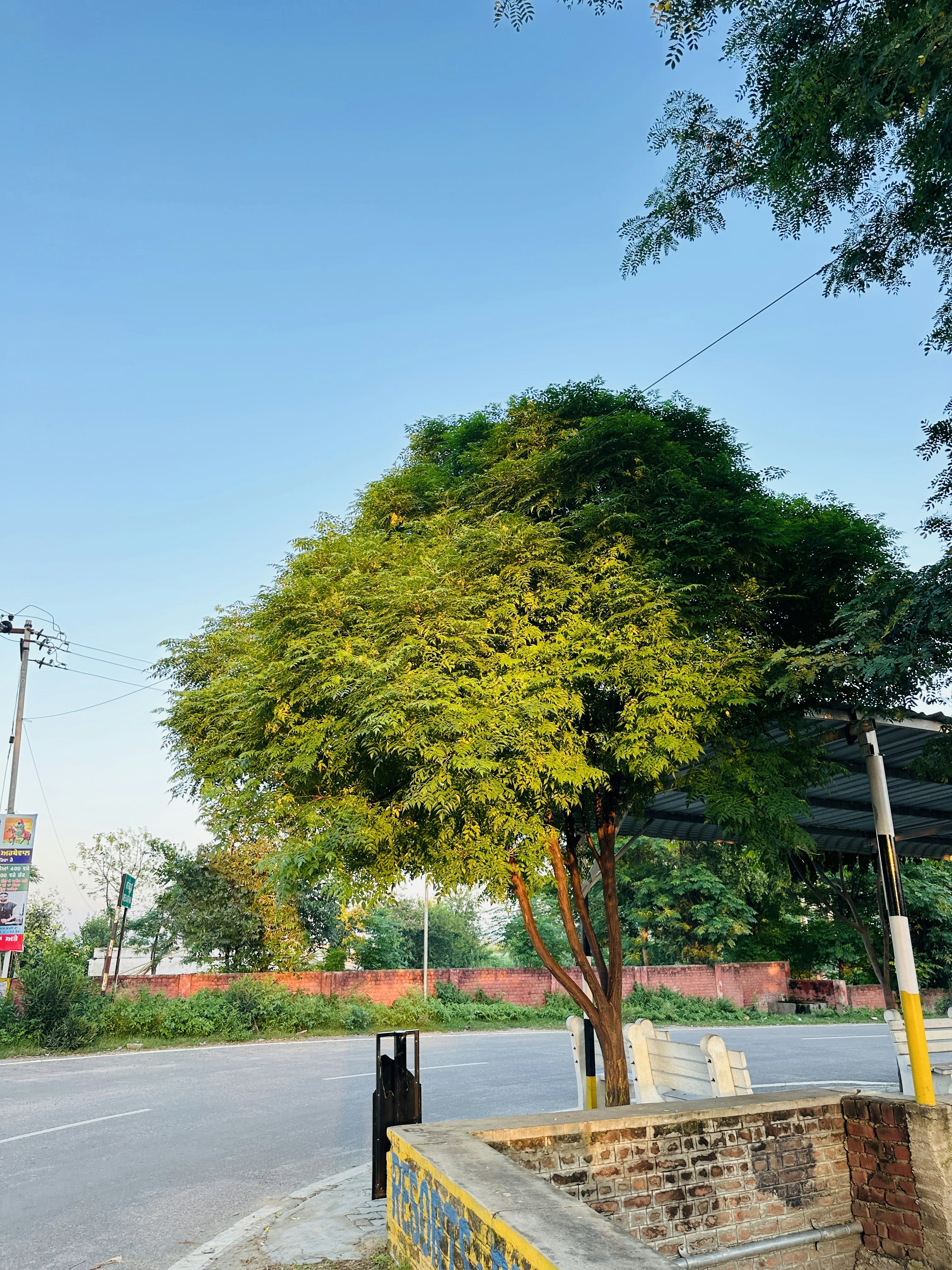 Verdant Canopy by the Road: A Sunlit Street Scene