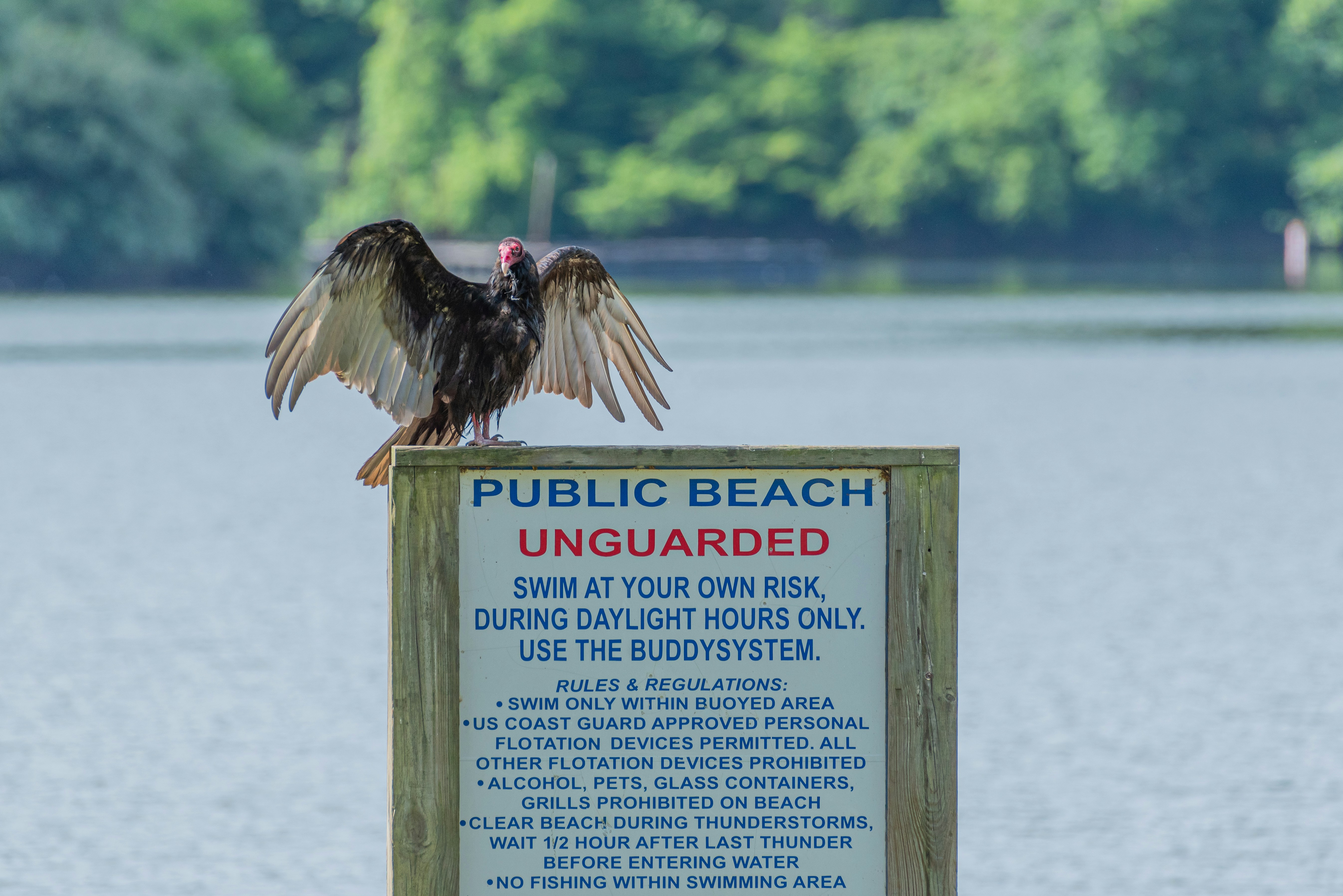 Winged Sentinel Over the Unguarded Beach Sign
