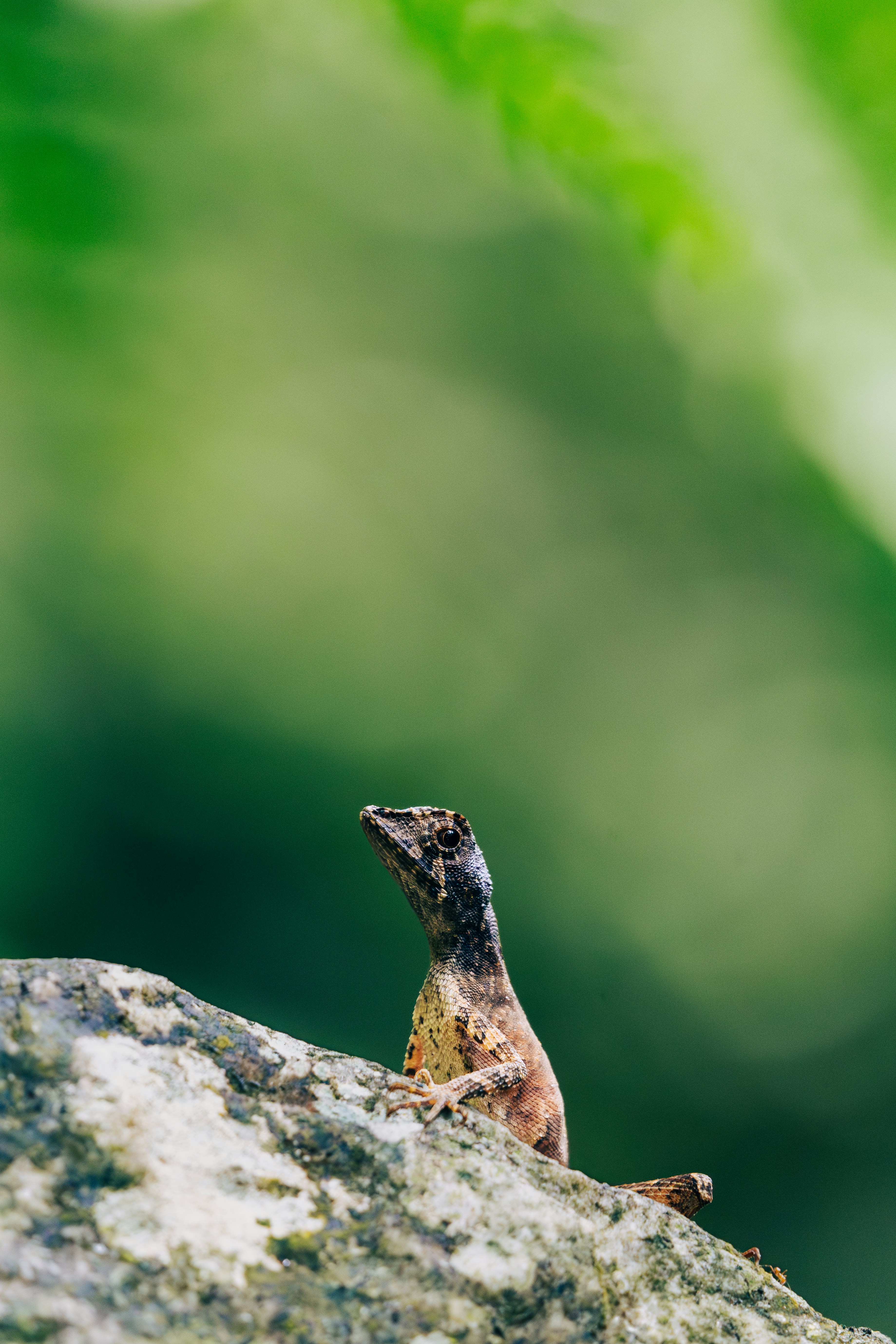 A small lizard is sitting on a rock photo – Free Animal Image on Unsplash