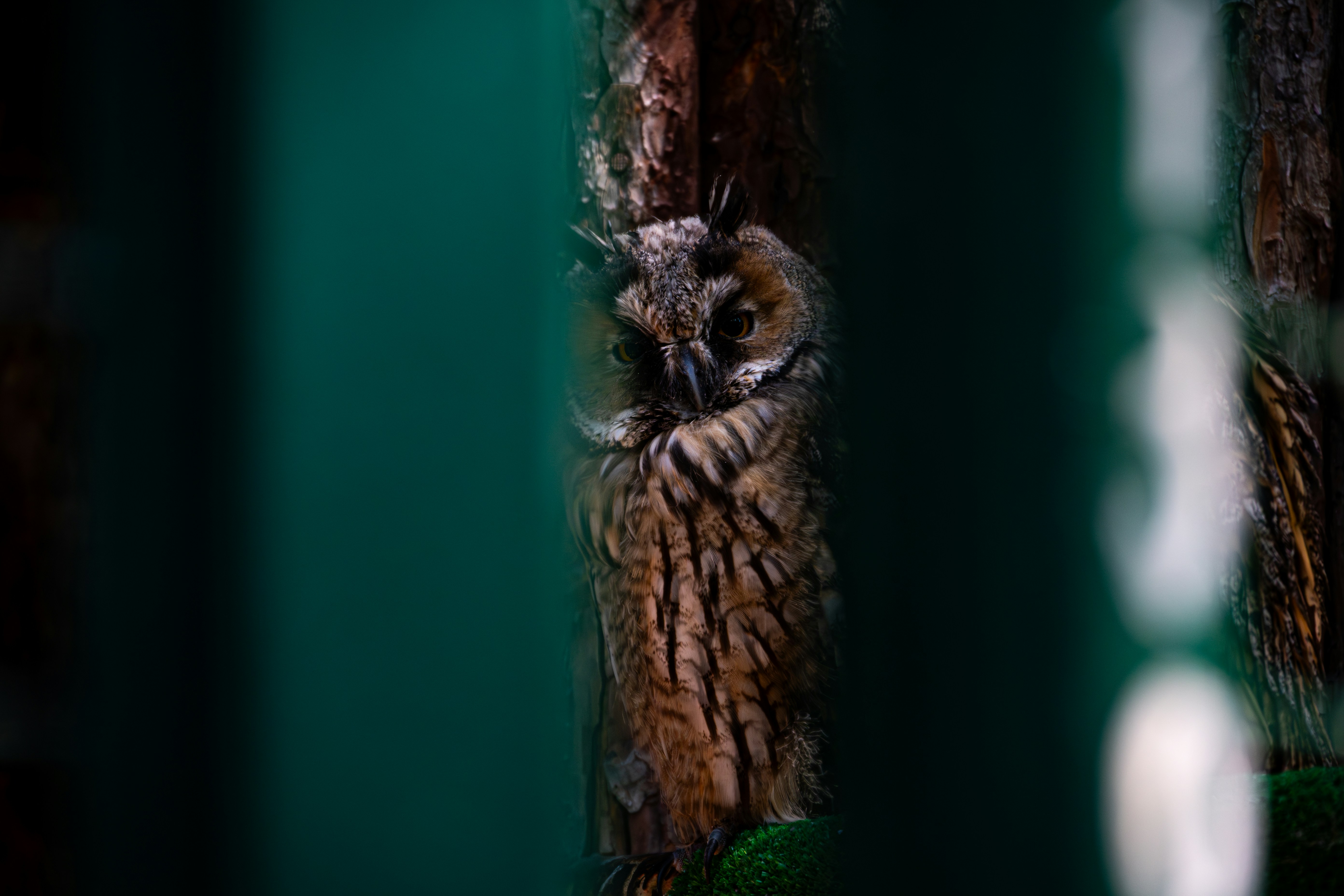 Photo by Vladislav Osterman with Nikon Z30