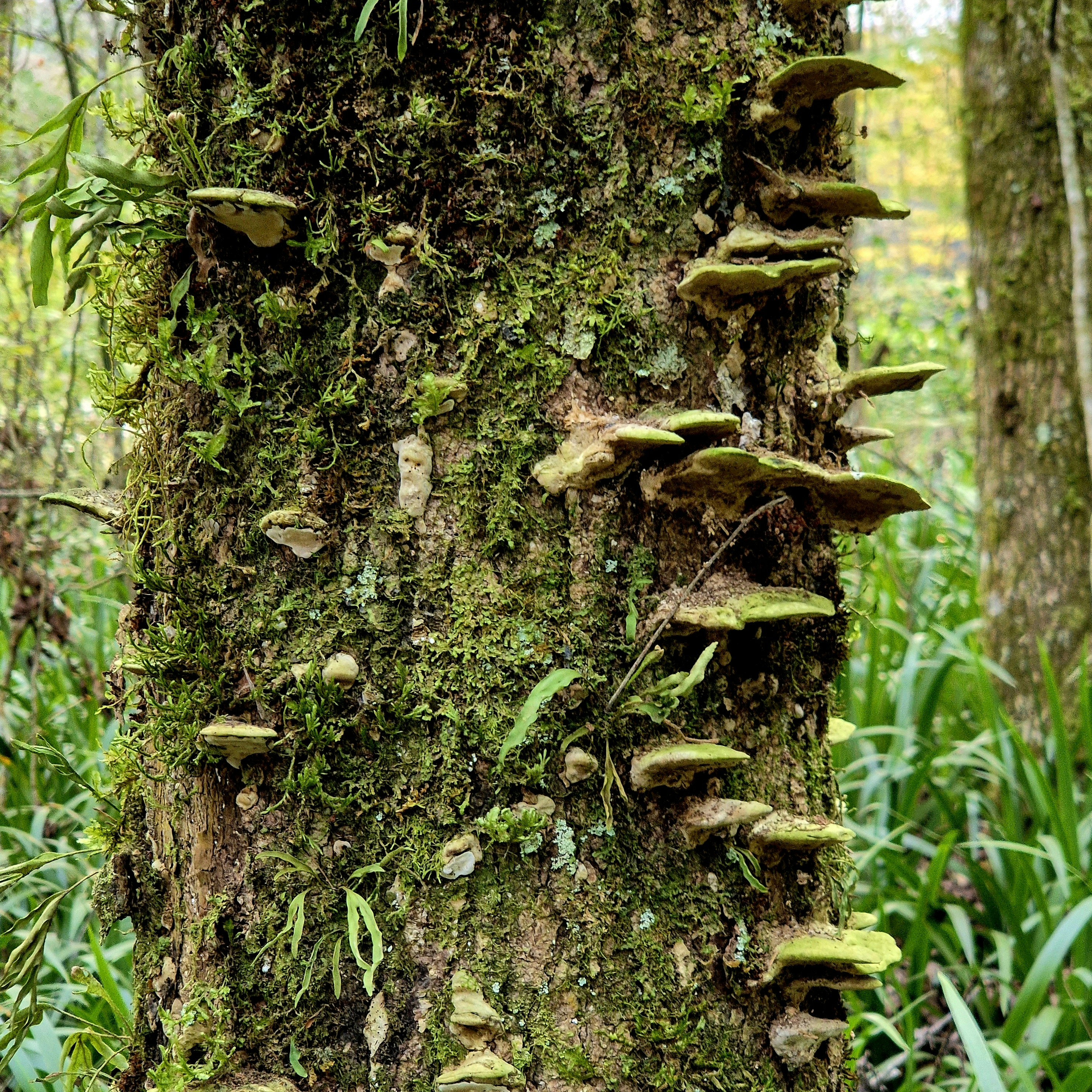 Bracketed Growth: Shelf Fungus Parade on Mossy Tree Trunk