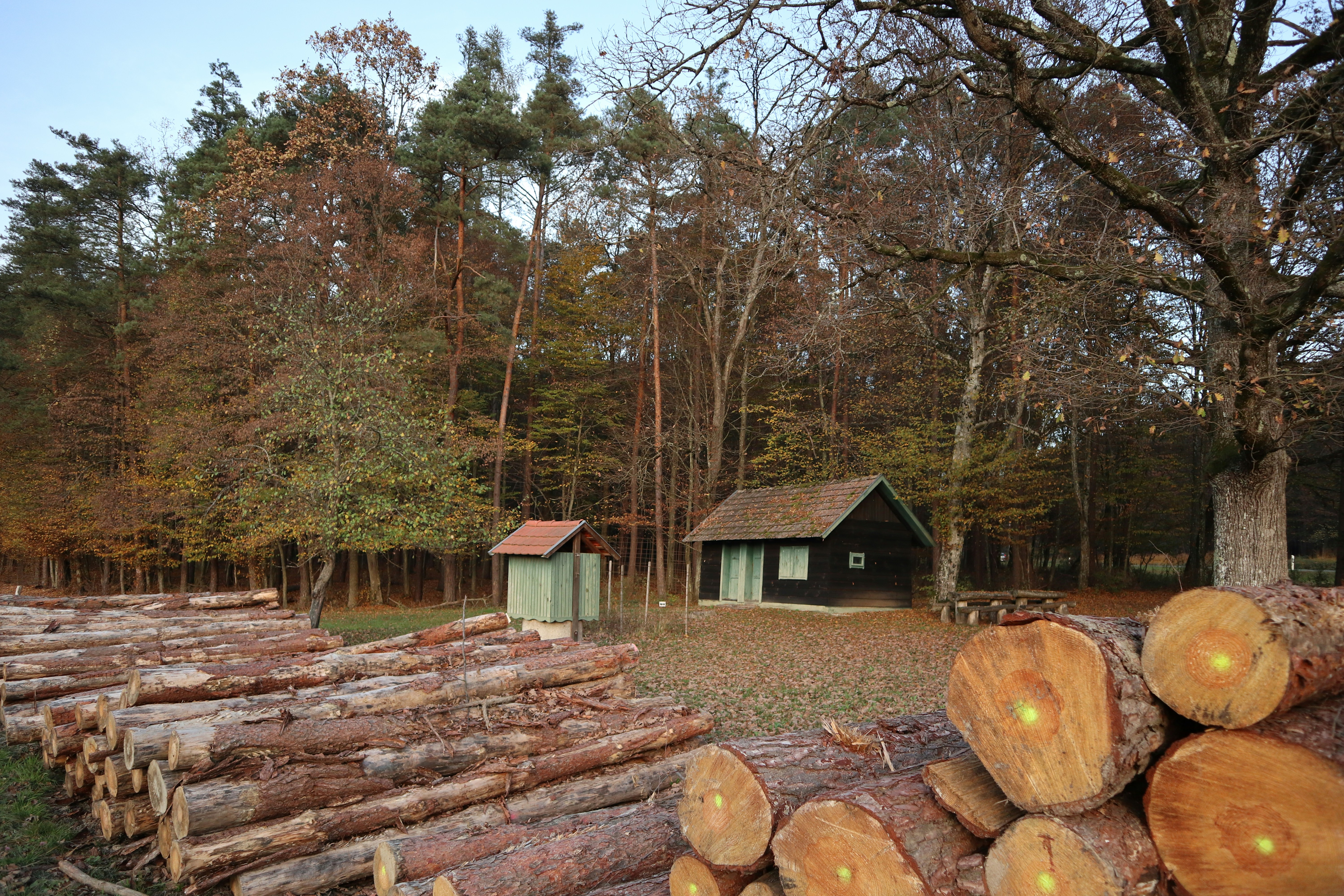 Twin Cabins in a Quiet Clearing Framed by Log Piles