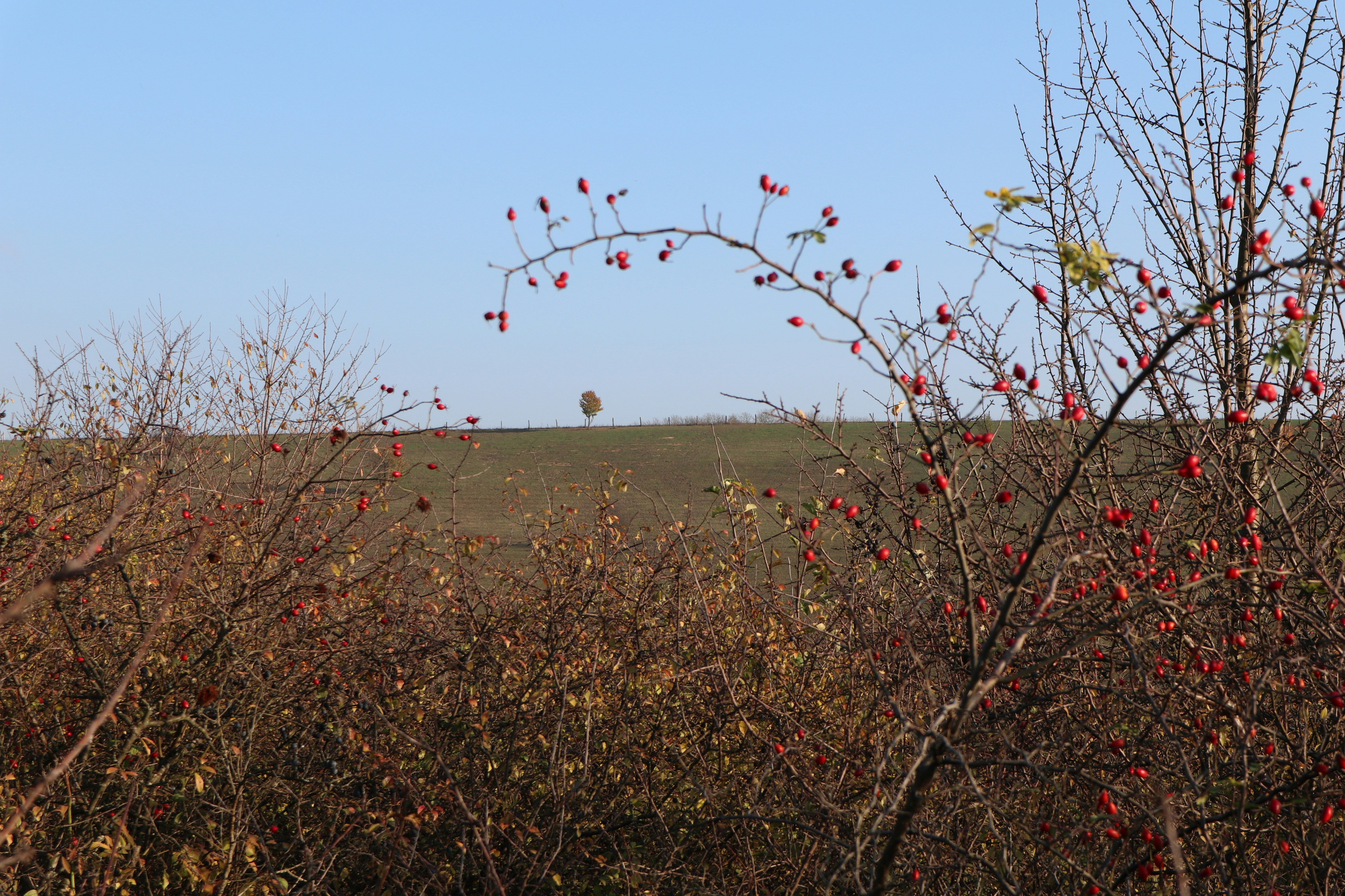 Crimson Berries Framing the Quiet Horizon