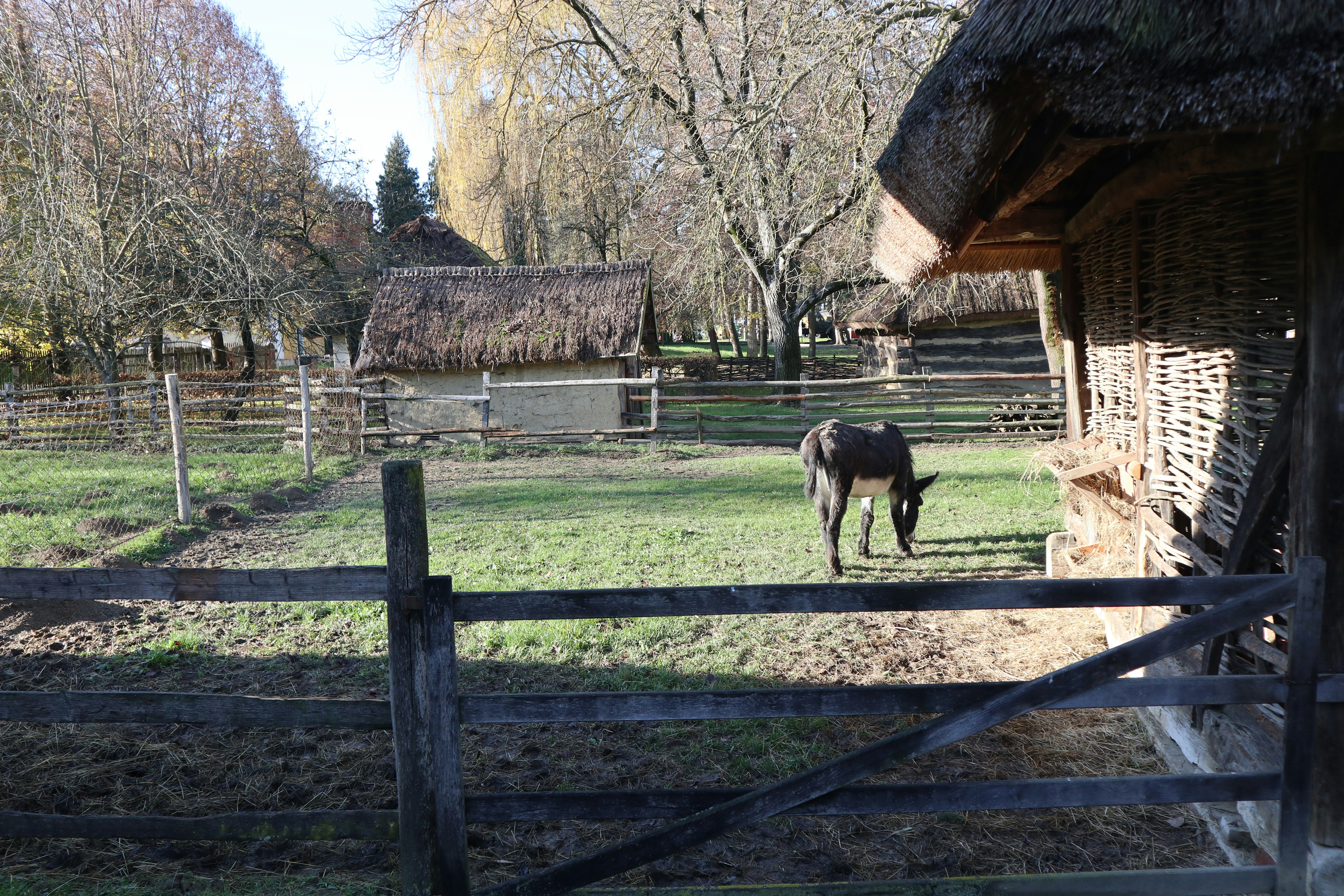 Herded Shadows: A Horse in the Quiet Farm Yard