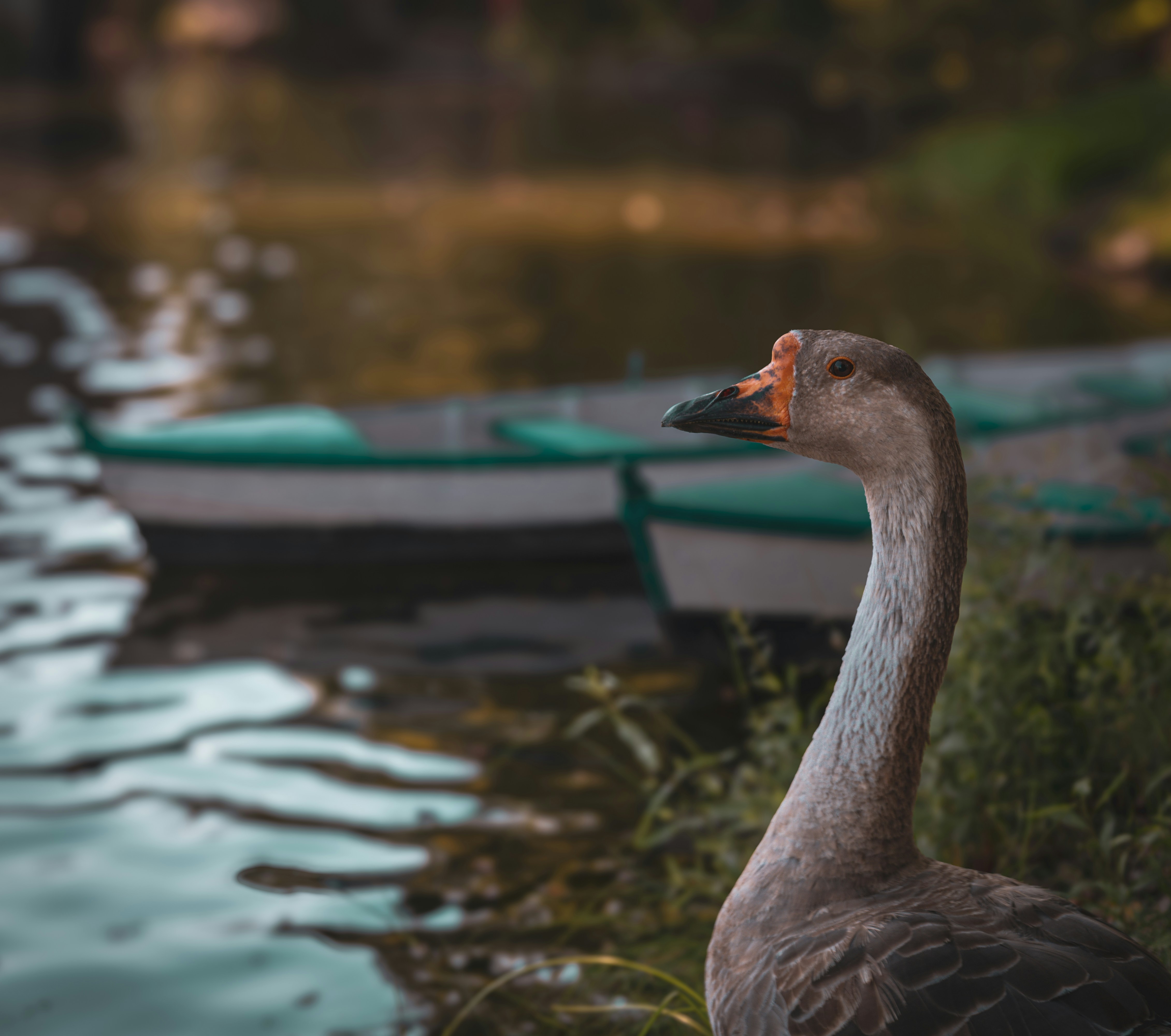 Evening at the Quay: A Goose in Quiet Light