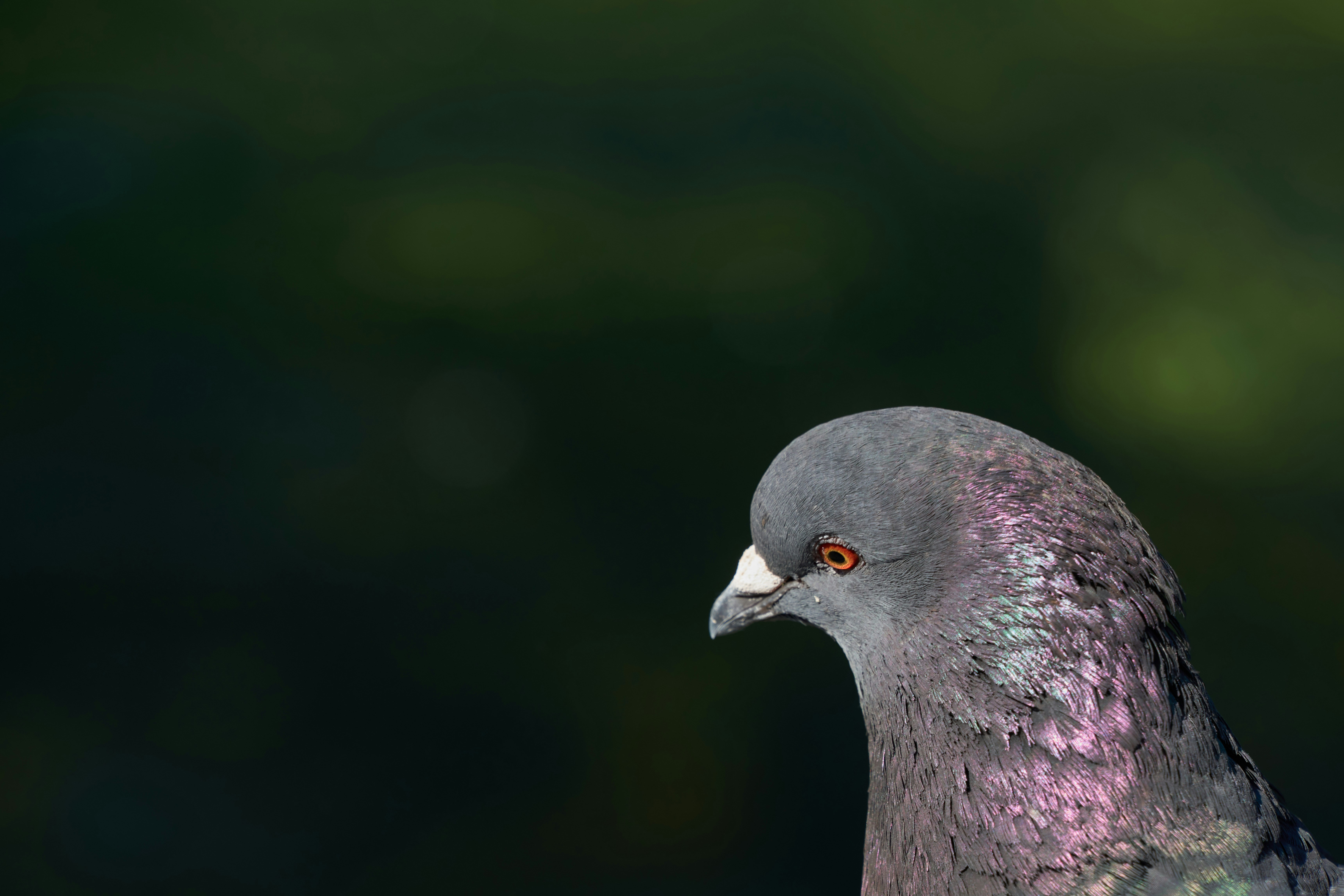 A close up of a bird with a blurry background photo – Free Animal Image ...