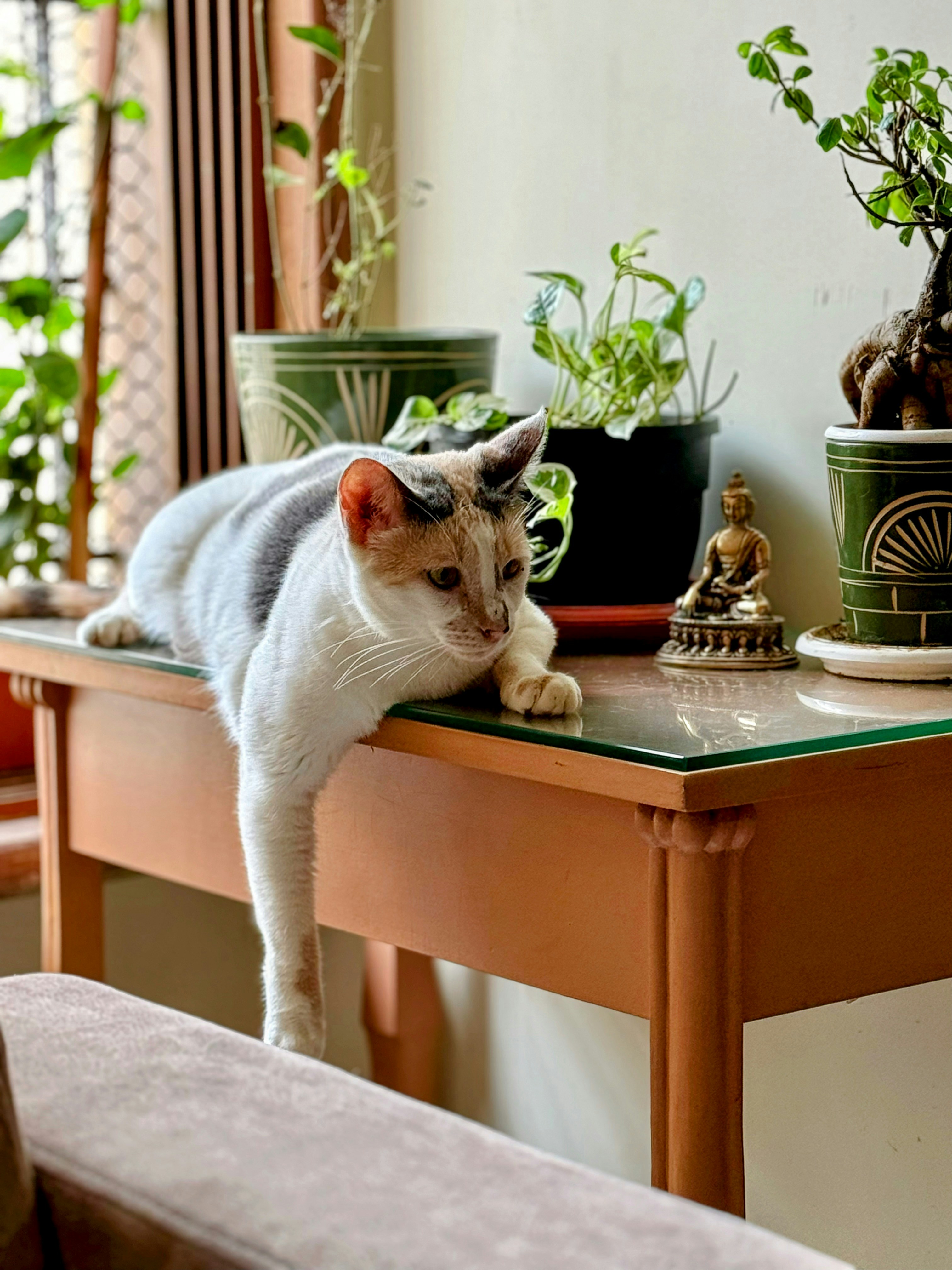 Whiskers on a Glass-Top Stage: Quiet Moments Among Greenery