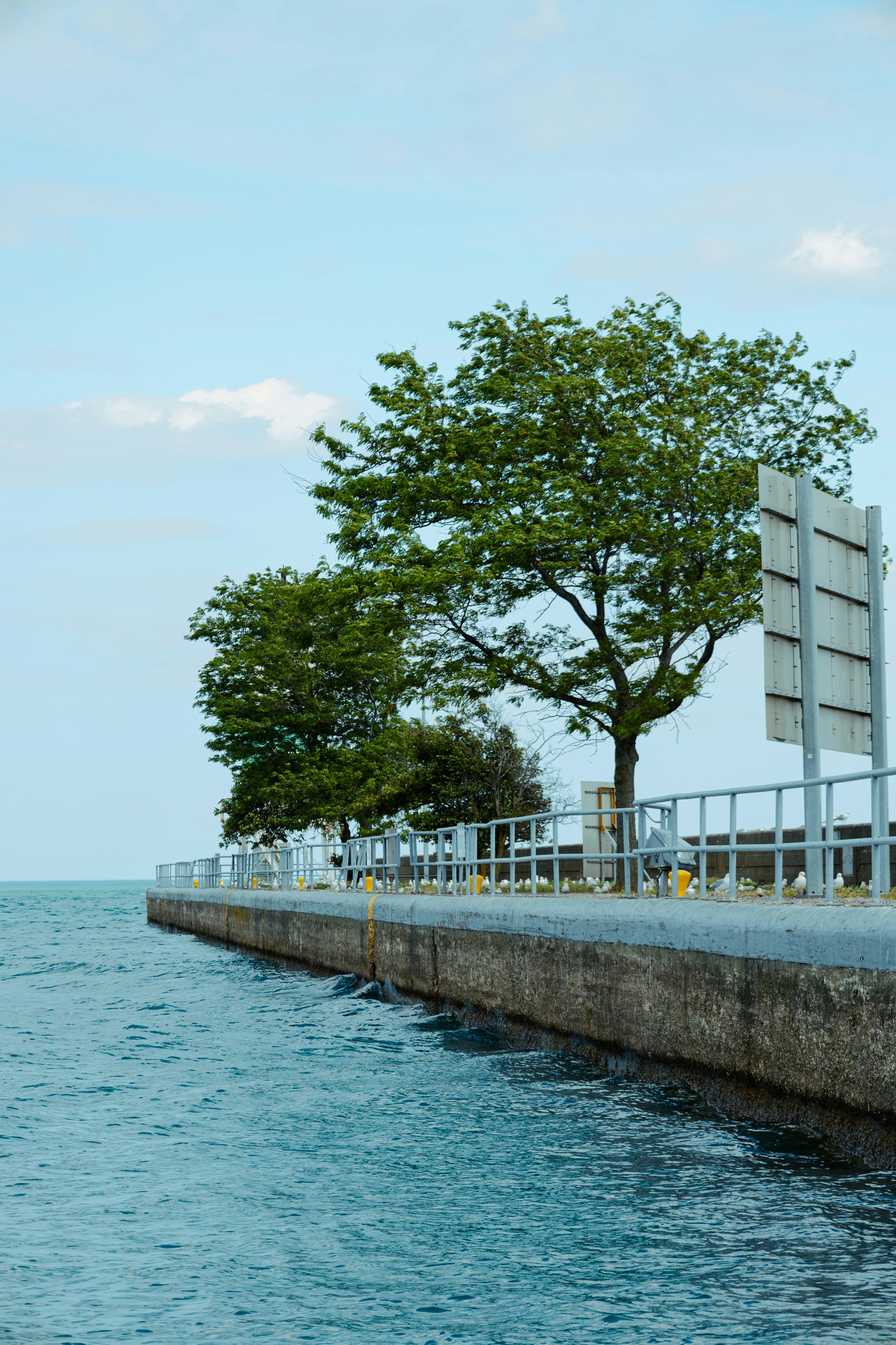 Tree-Lined Seaside Promenade: A Quiet Walk Along the Pier