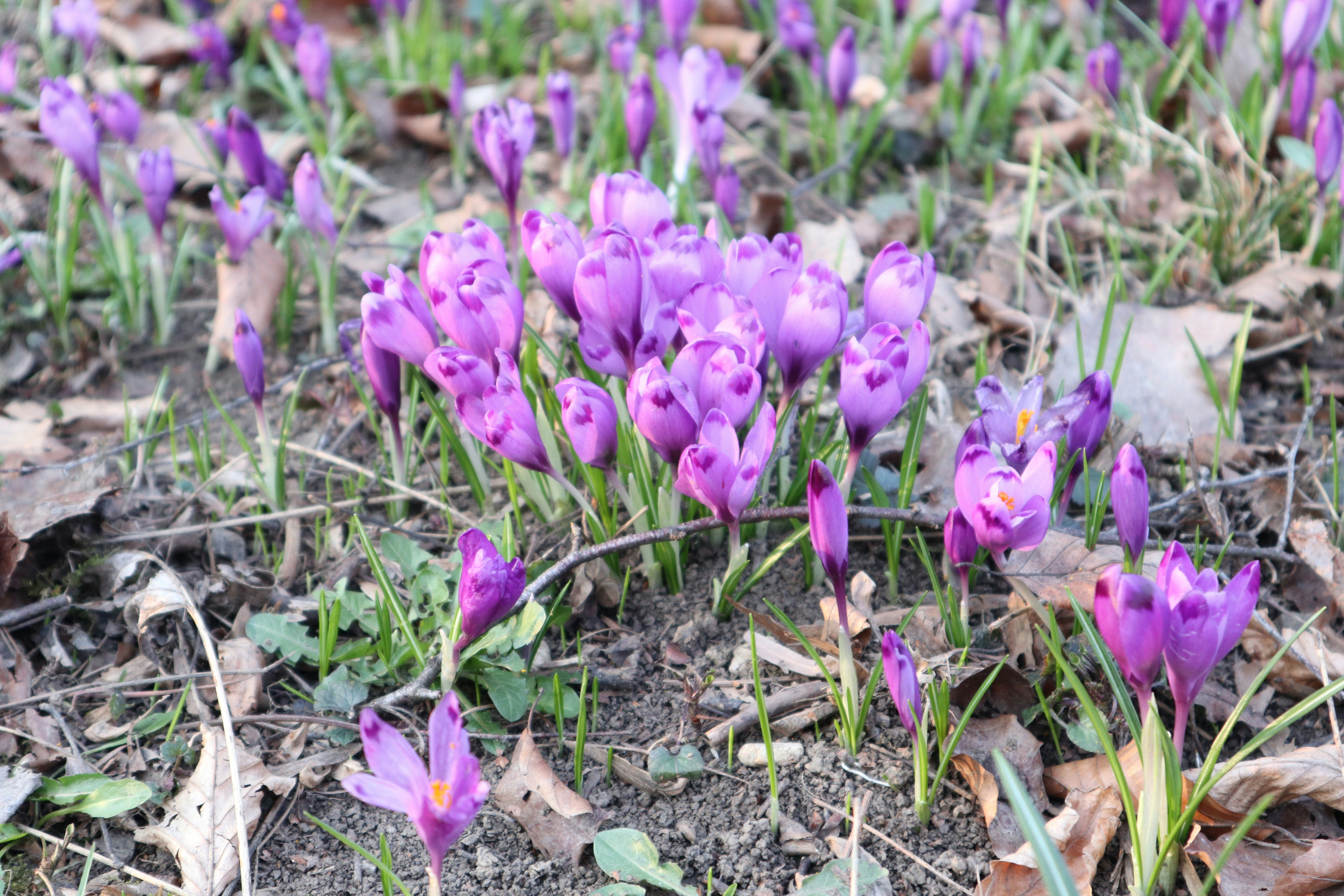A group of purple flowers growing out of the ground photo – Free ...