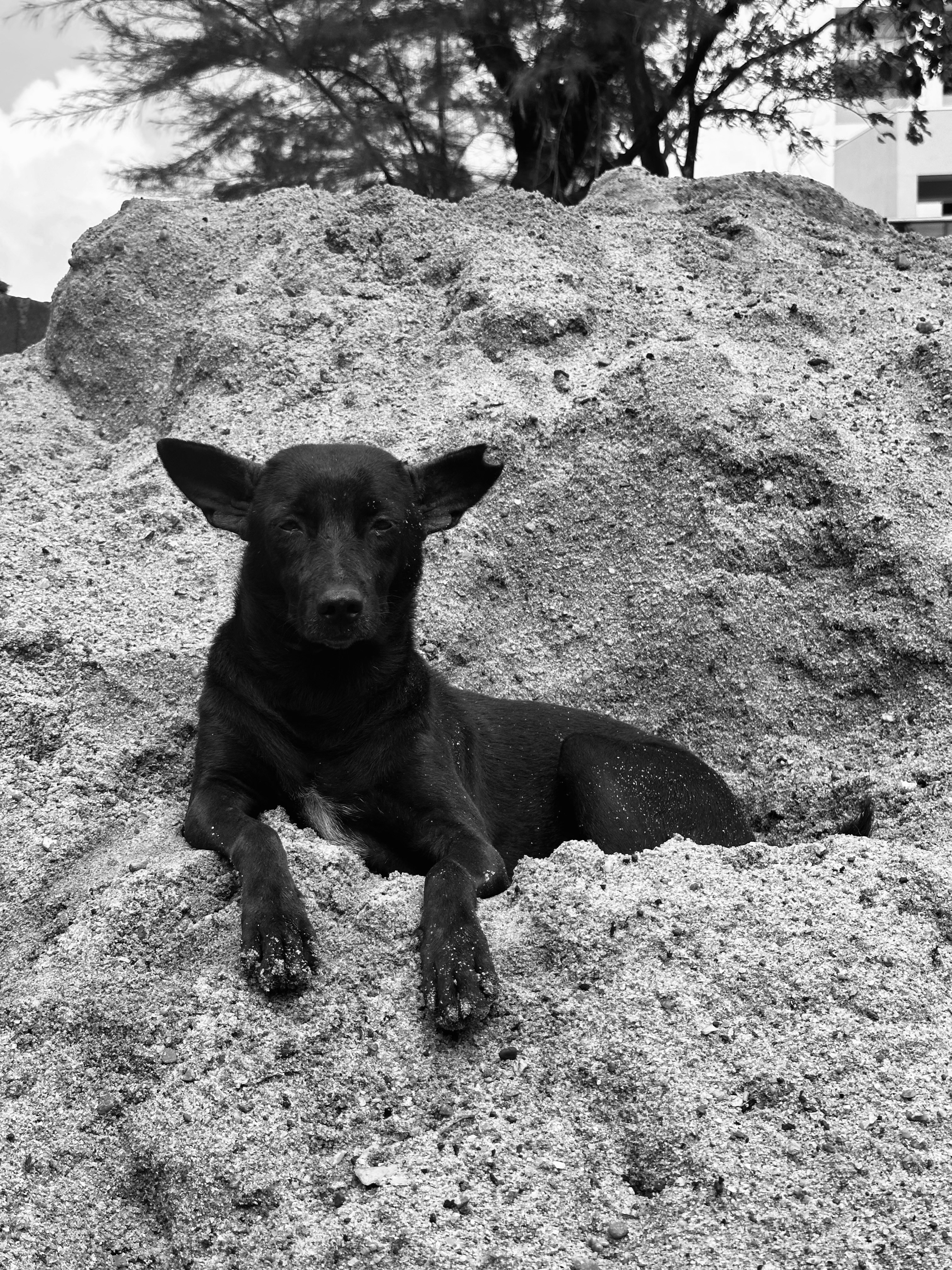 Black Shepherd Emerges from a Pile: Quiet Confidence in a Rough Landscape