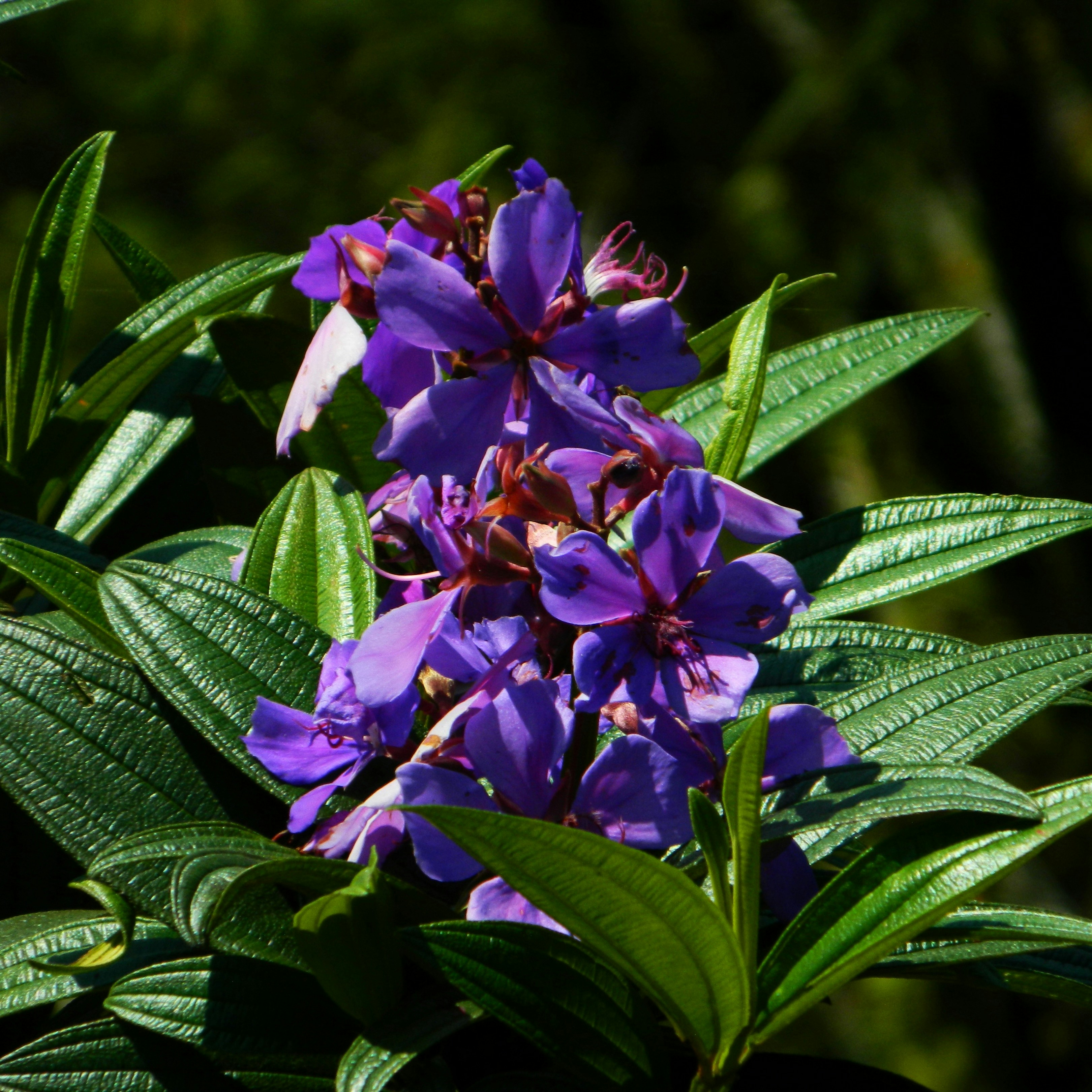 Photo by ashinJPG with Nikon Coolpix L120