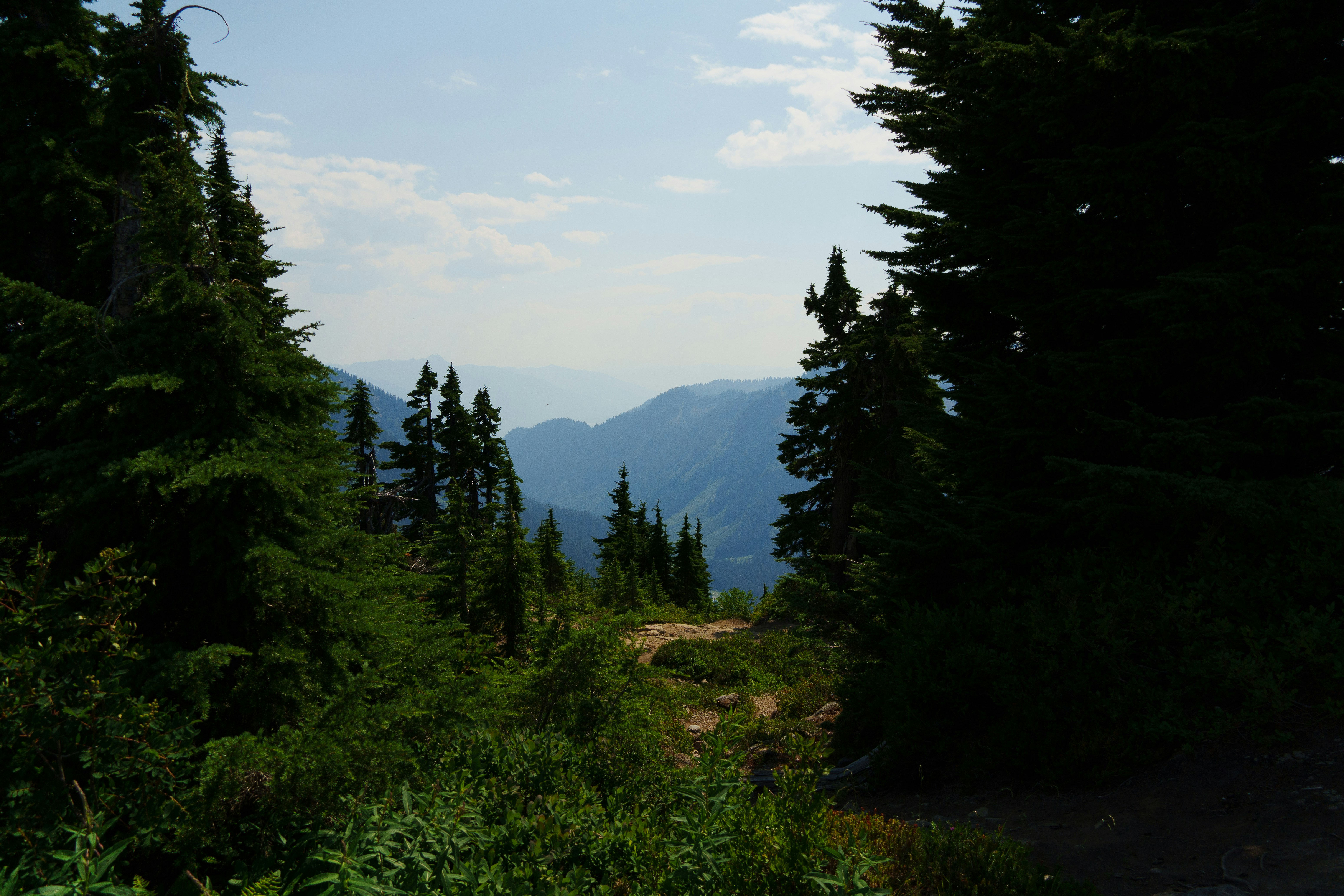 Lush green foliage frames a winding path leading into distant mountains under a bright sky, inviting exploration. 
