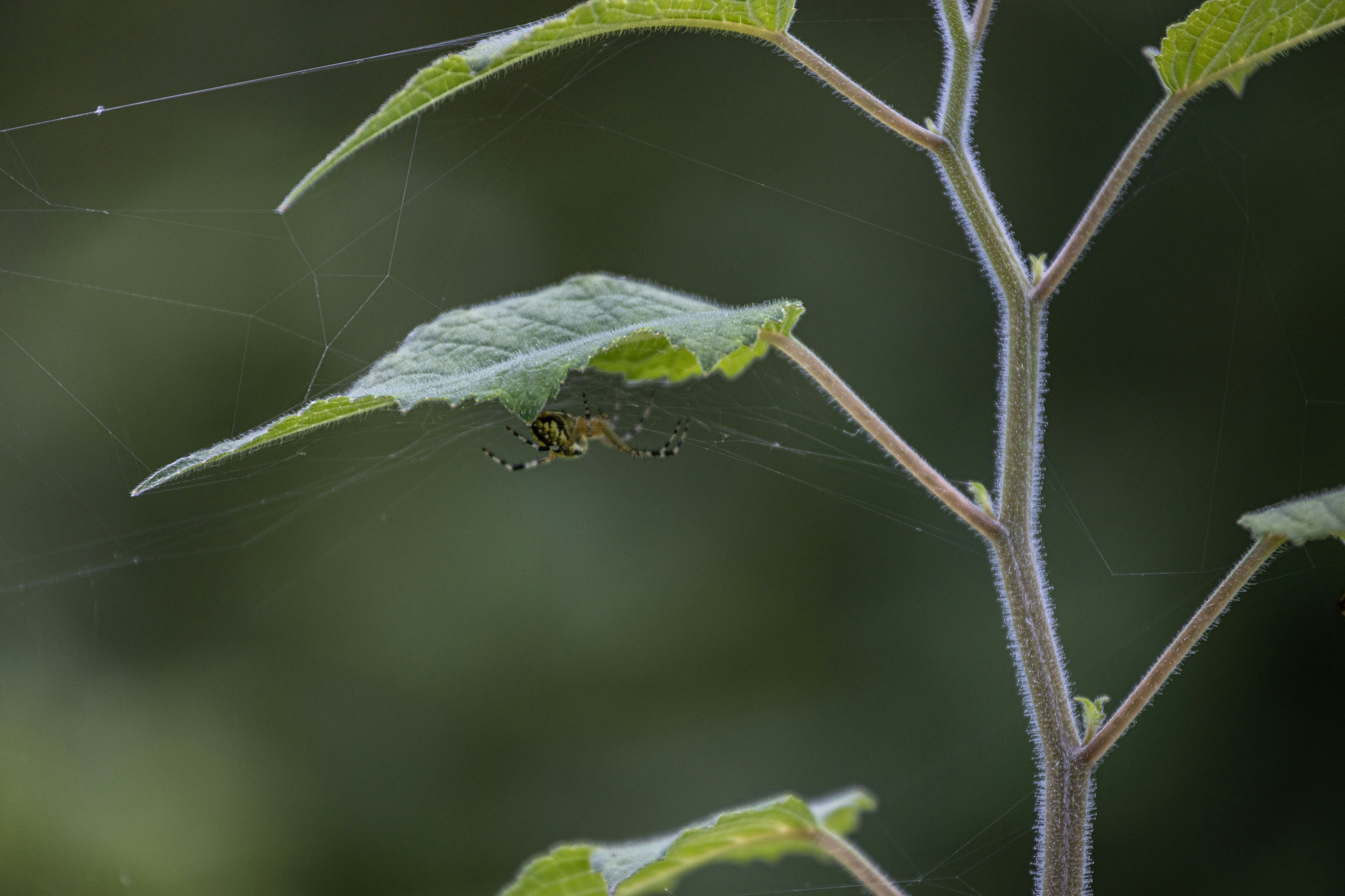 Webbed Whispers: A Spider in the Leaf Veil