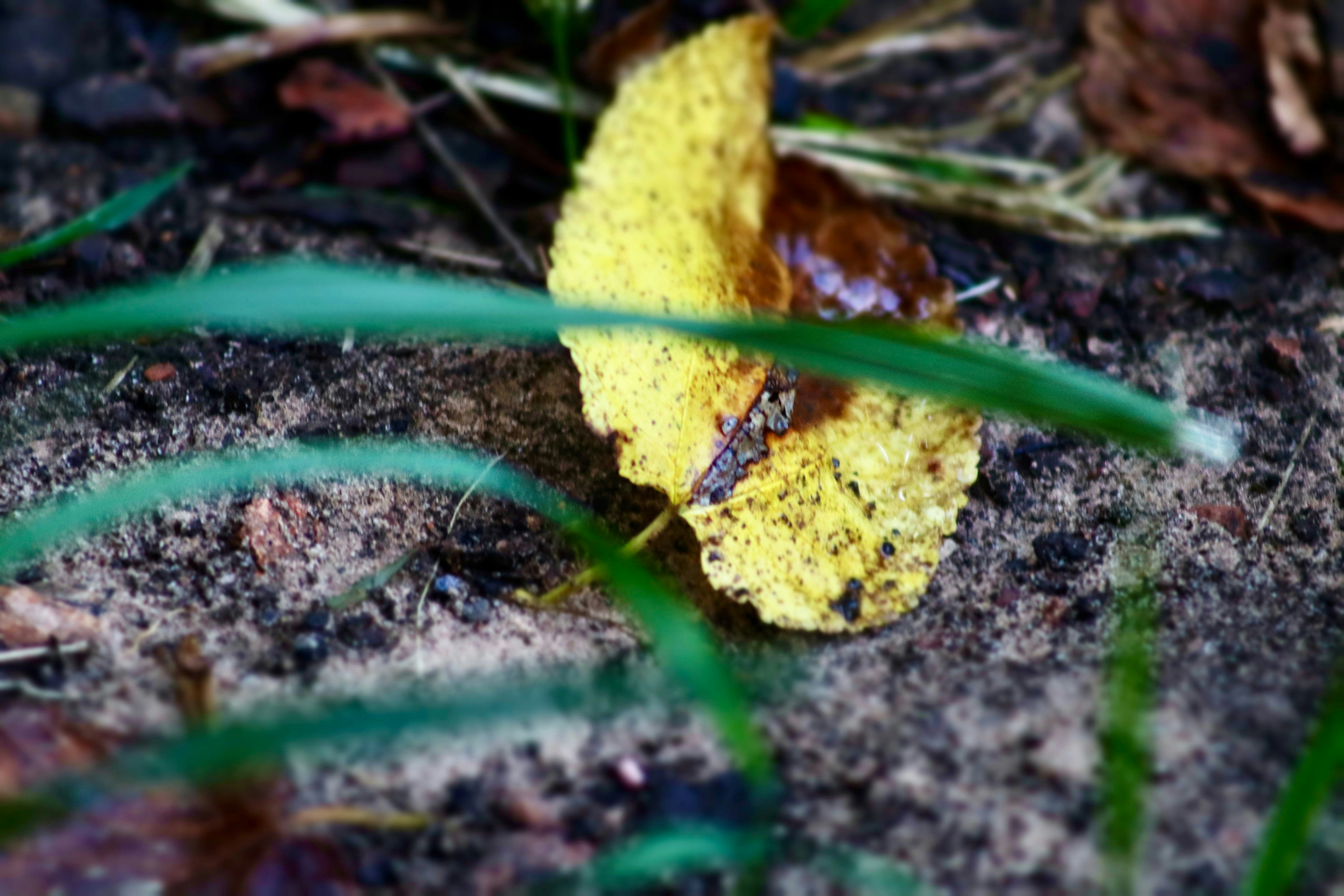 Yellow Leaf Amid Moss: A Quiet Ground-Level Study