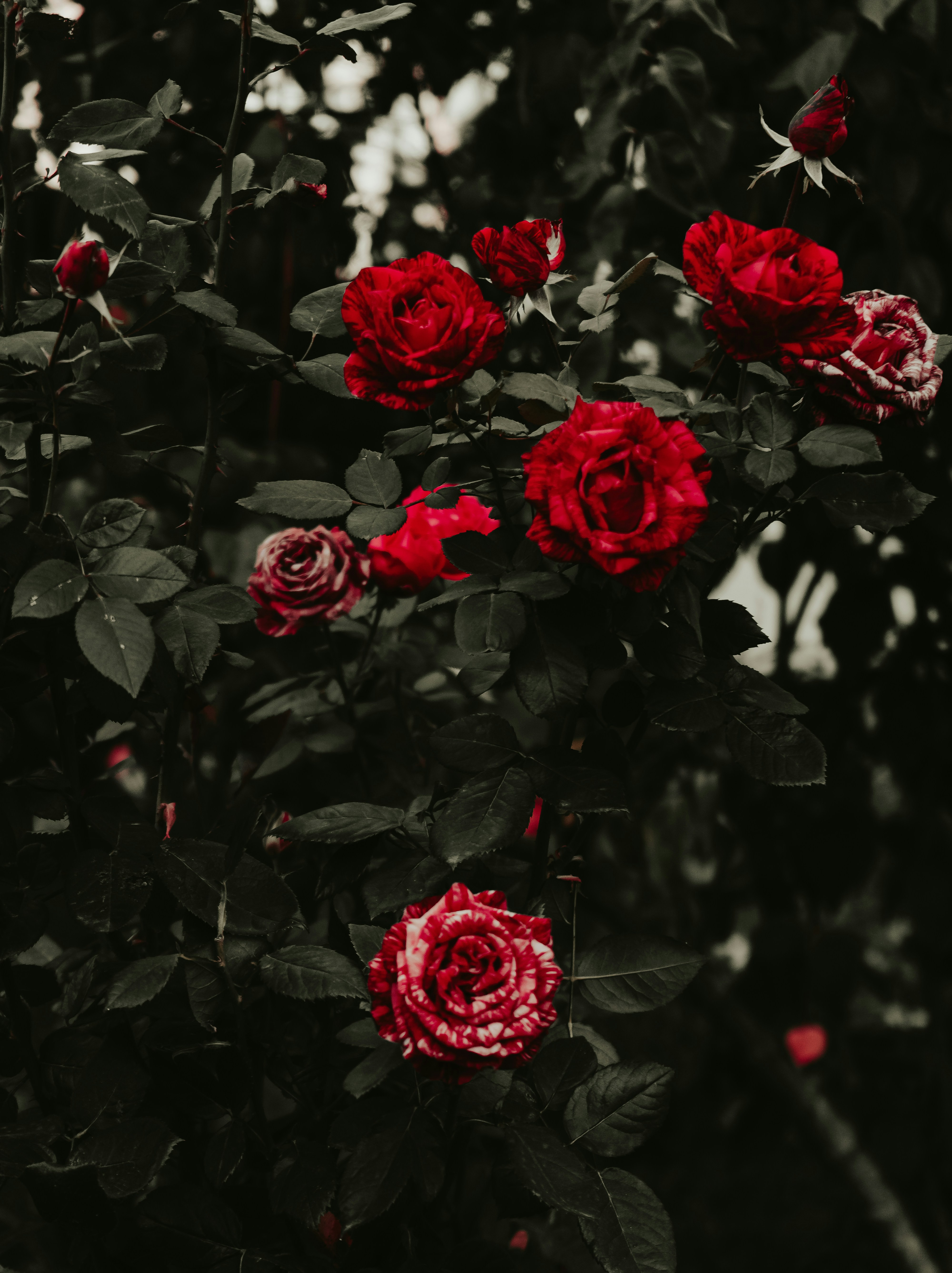 A bunch of red roses growing in a garden photo – Free Blossom Image on ...