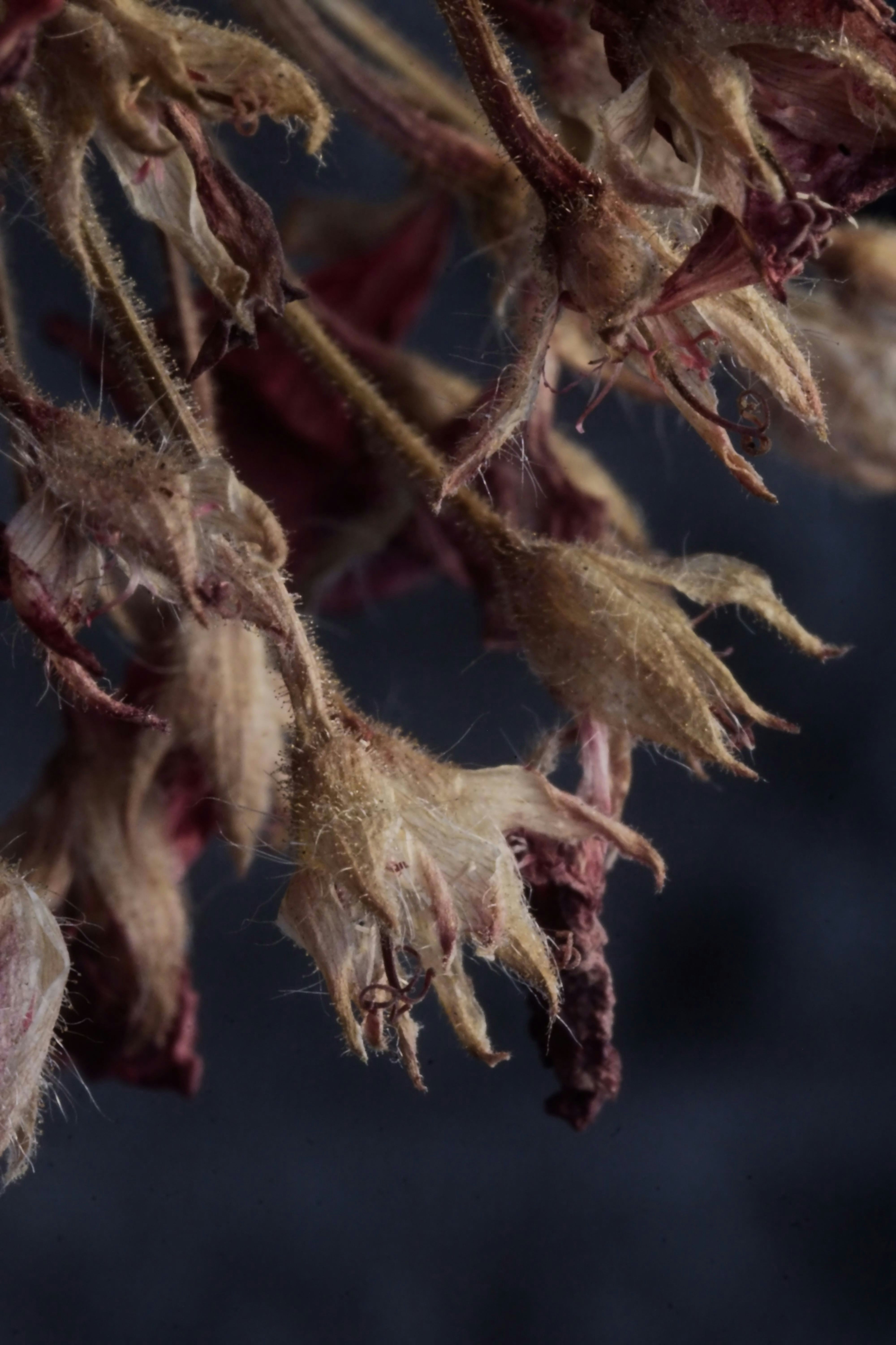 A bunch of dead flowers hanging from a branch photo – Free Tiges Image ...
