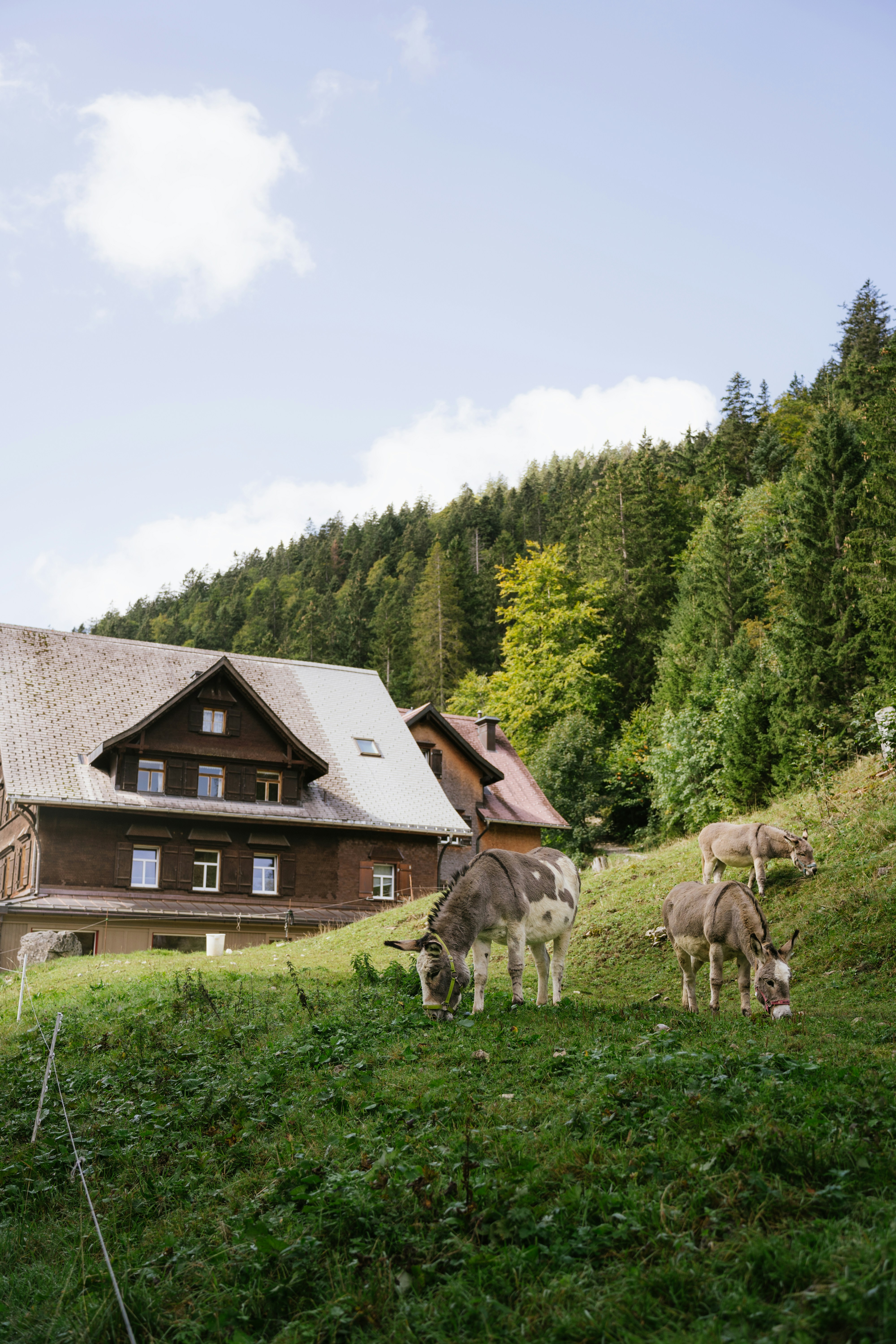 Pasture at the Chalet Edge: Donkeys Grazing Under Alpine Pines