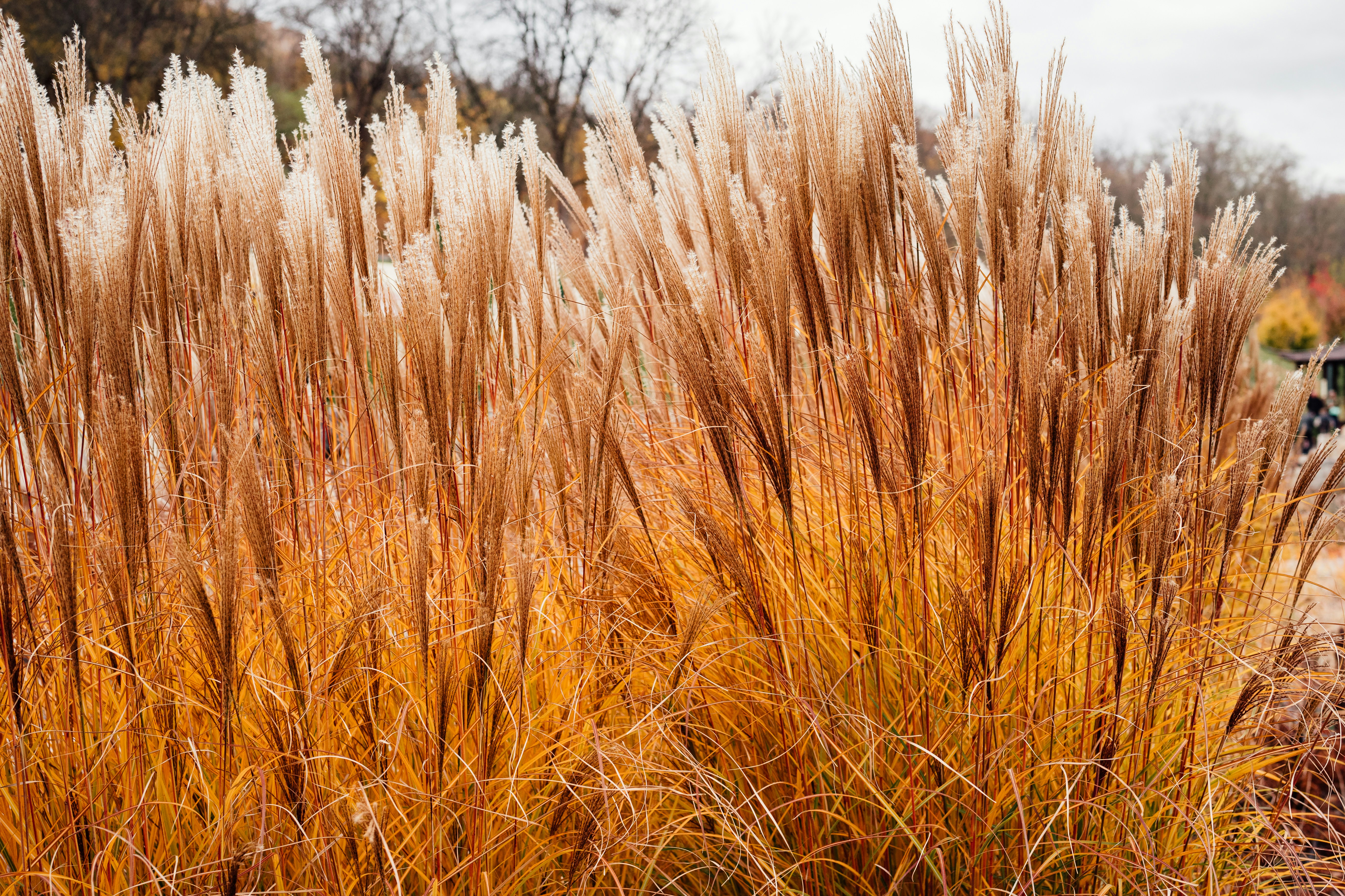 A field of tall brown grass next to a forest photo – Free Plant Image ...