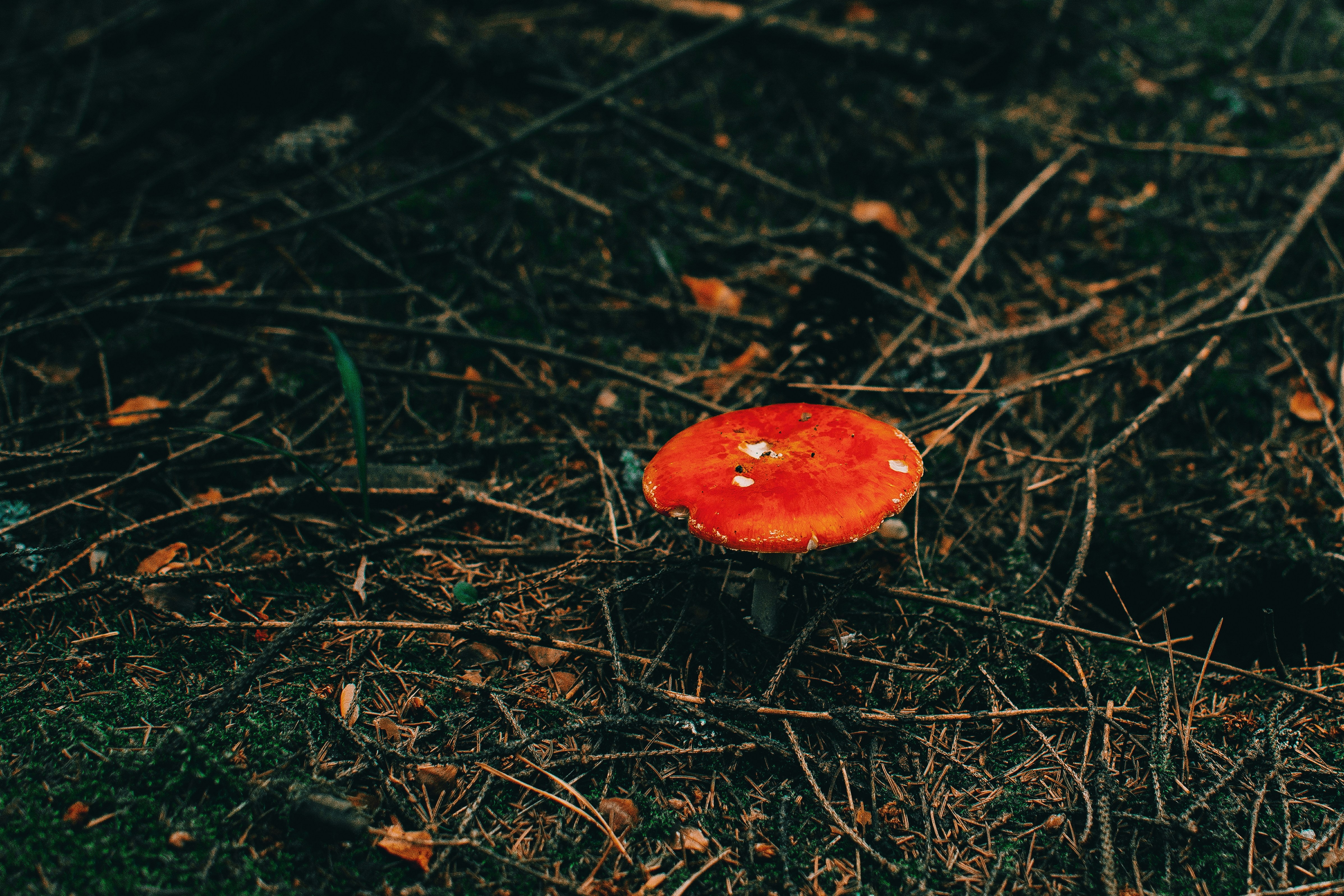 Photo by Irina Iriser with Nikon D5200