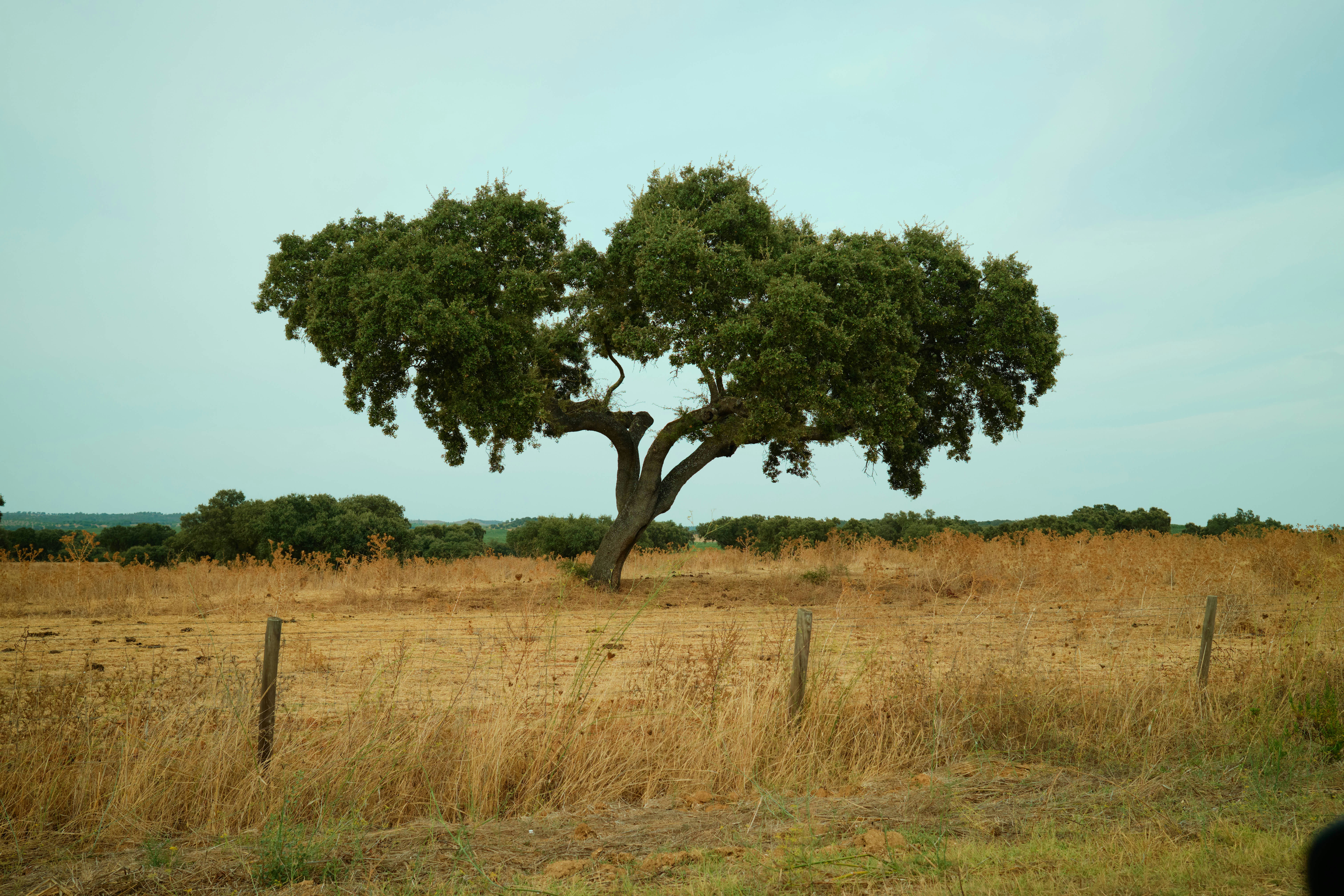 A lone tree in the middle of a field photo – Free Single tree Image on ...