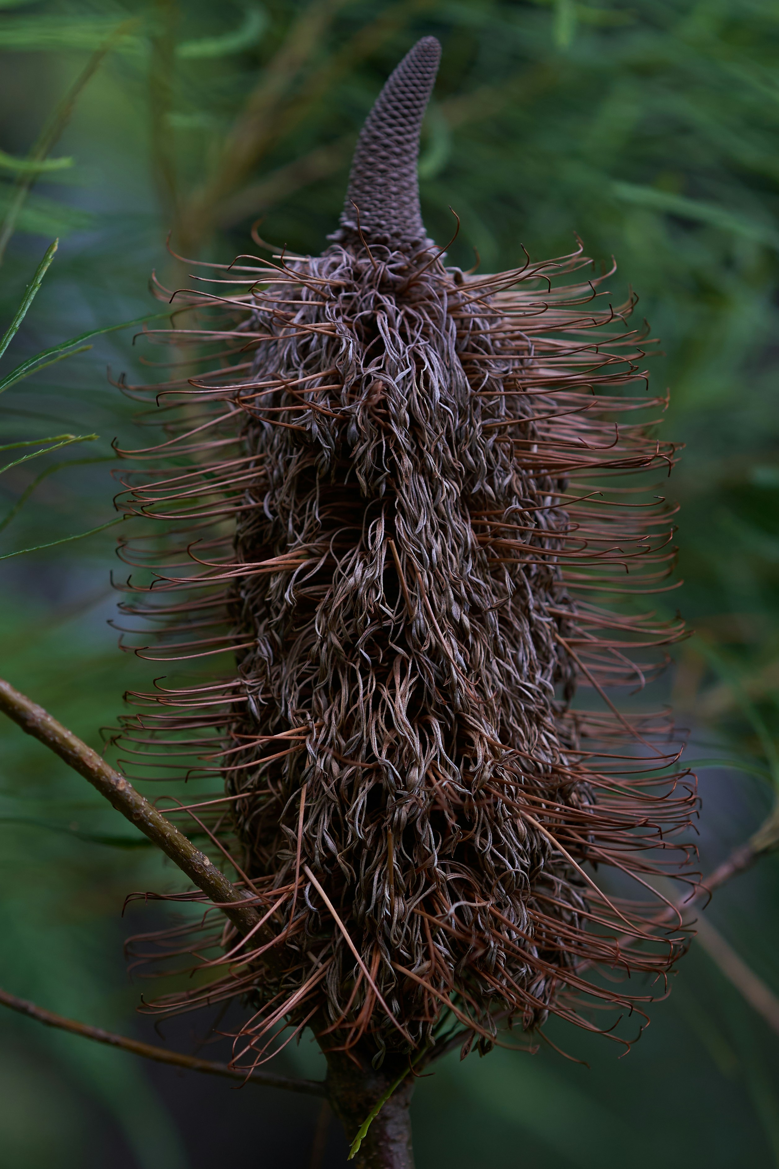 Spire of Dry Spines: a lone protea cone rises through a green blur