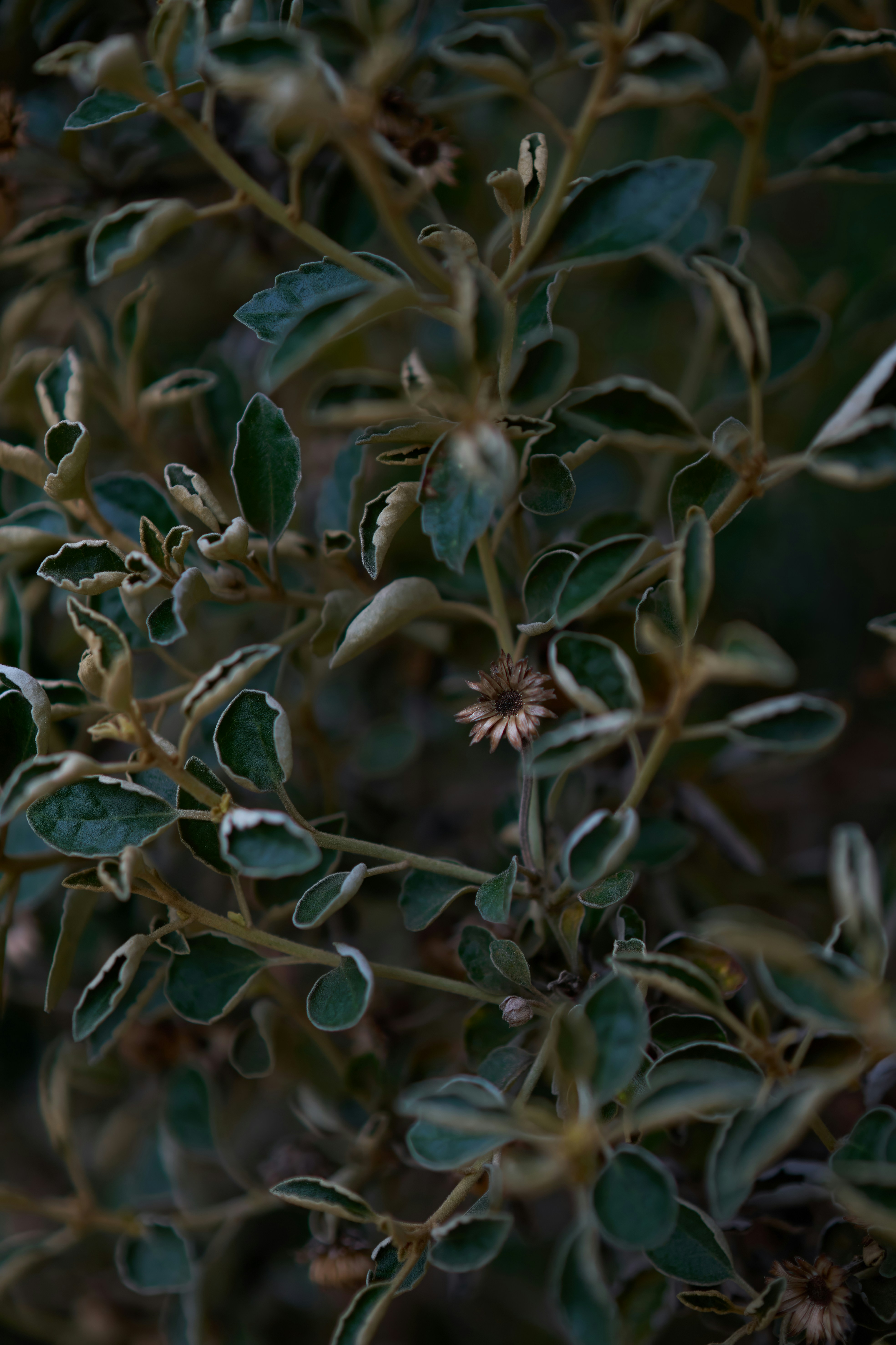 Photo by Buddy AN with Sony Alpha 7R V