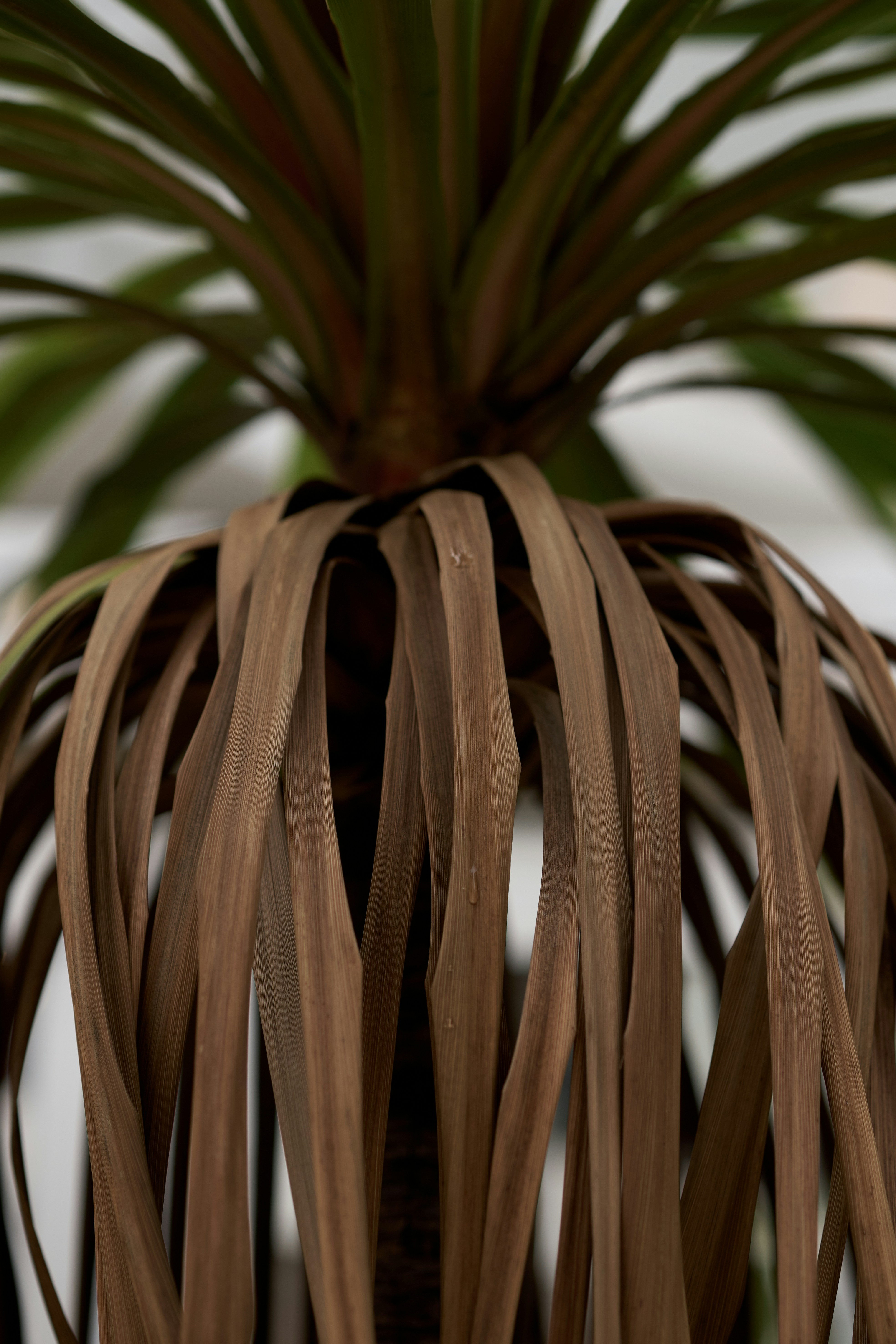 Ribboned Palm Crown: Close-Up of Brown Strands Wreathed by Green Foliage