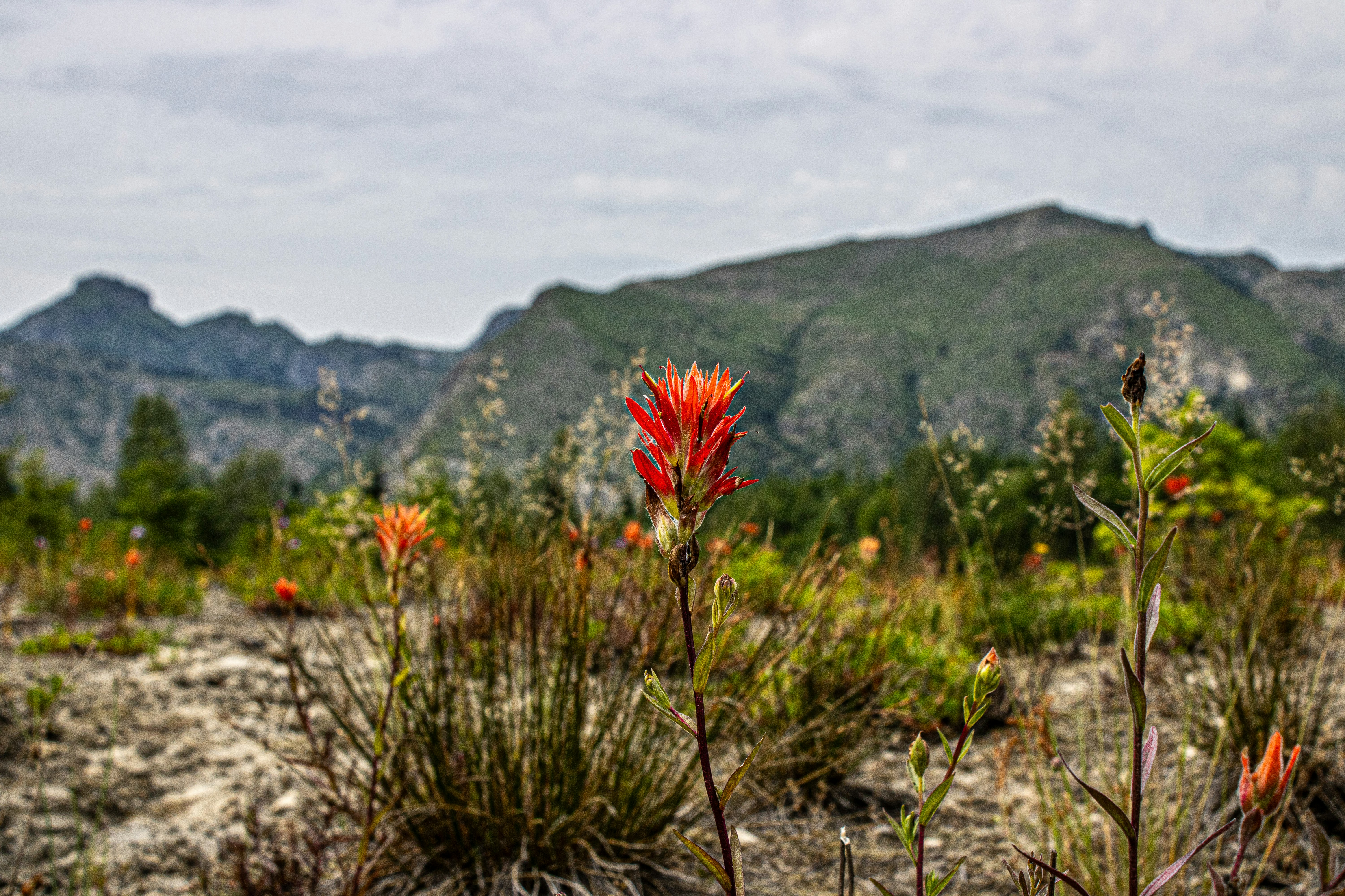 Crimson Paintbrush in a Desert Meadow Framed by Mountain Peaks