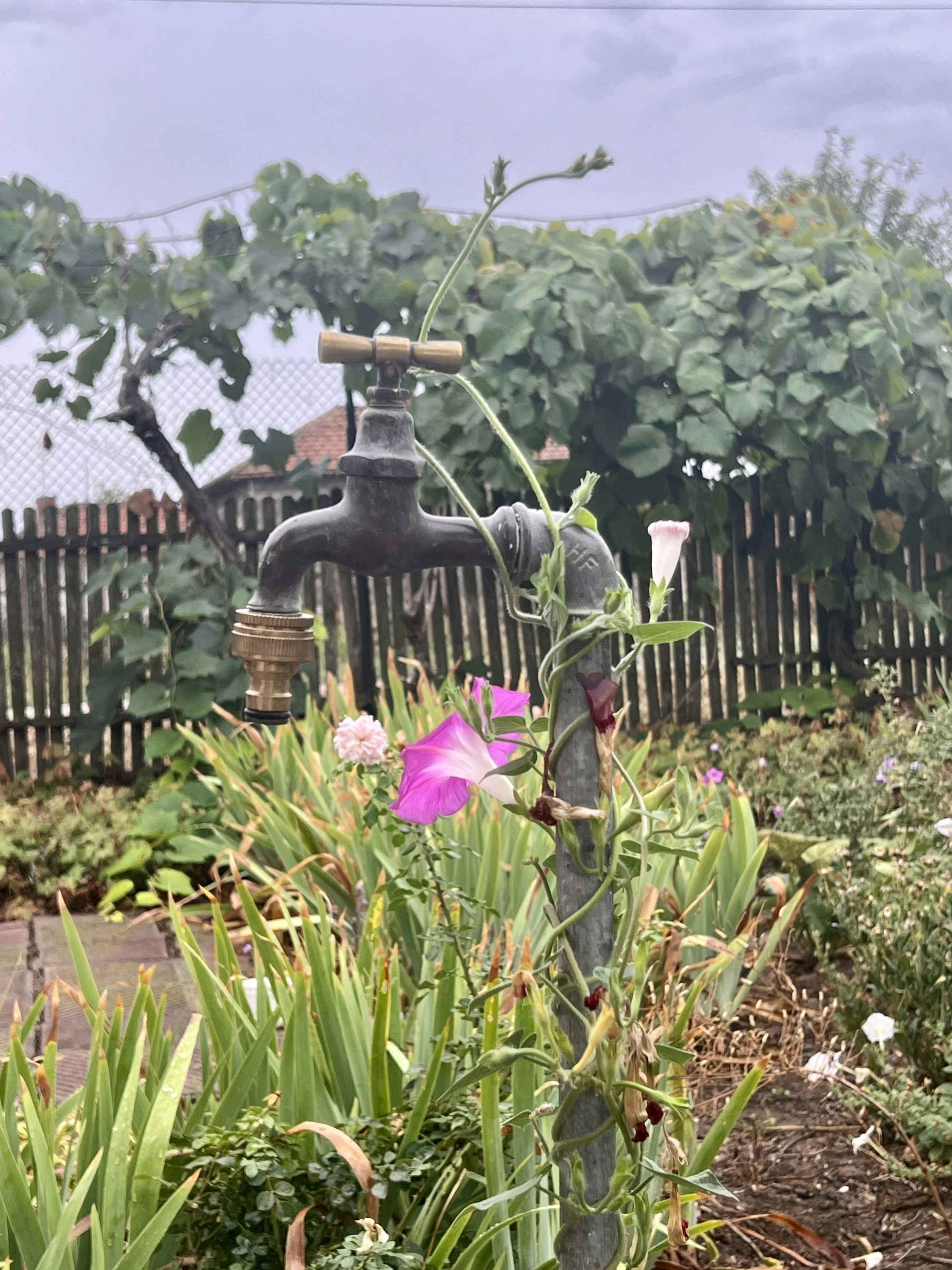 Nature's Embrace: A Tap Transformed