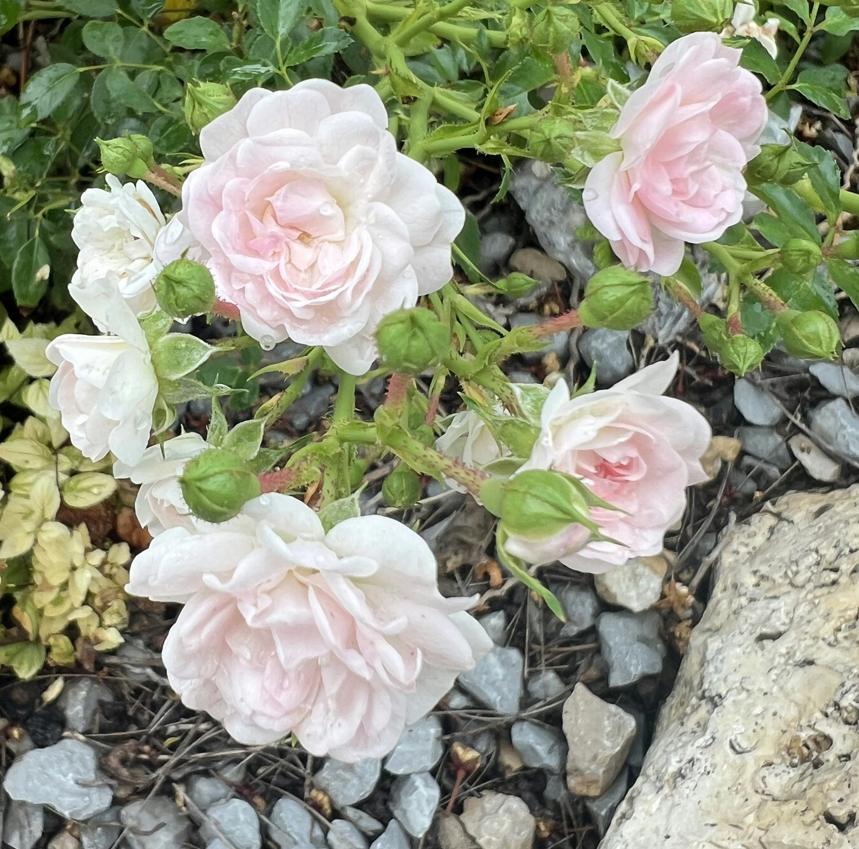 Petals Across Pebbles: A Quiet Rose Moment