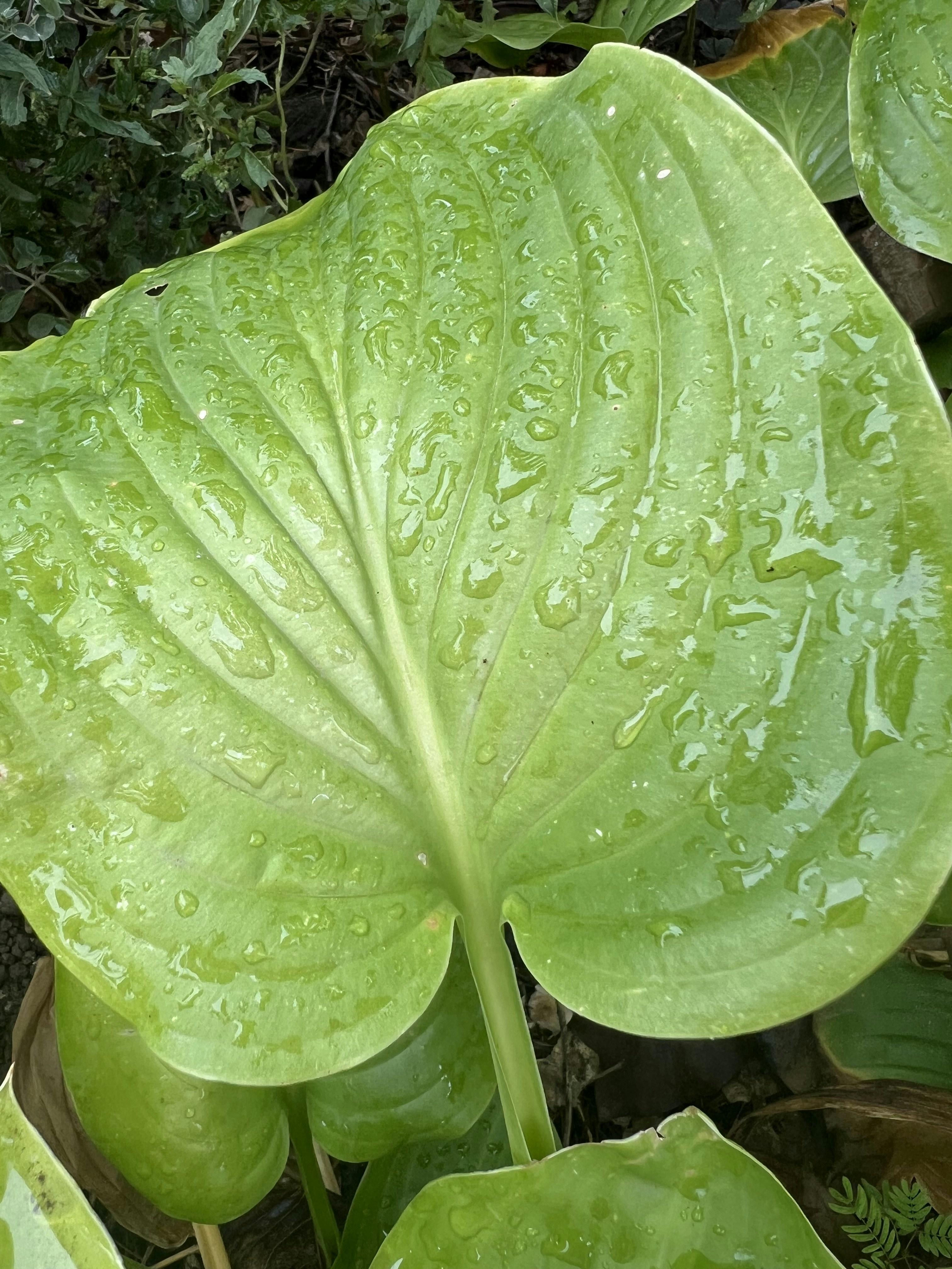 Verdant Heartleaf Dew: Macro of Veins and Water Droplets