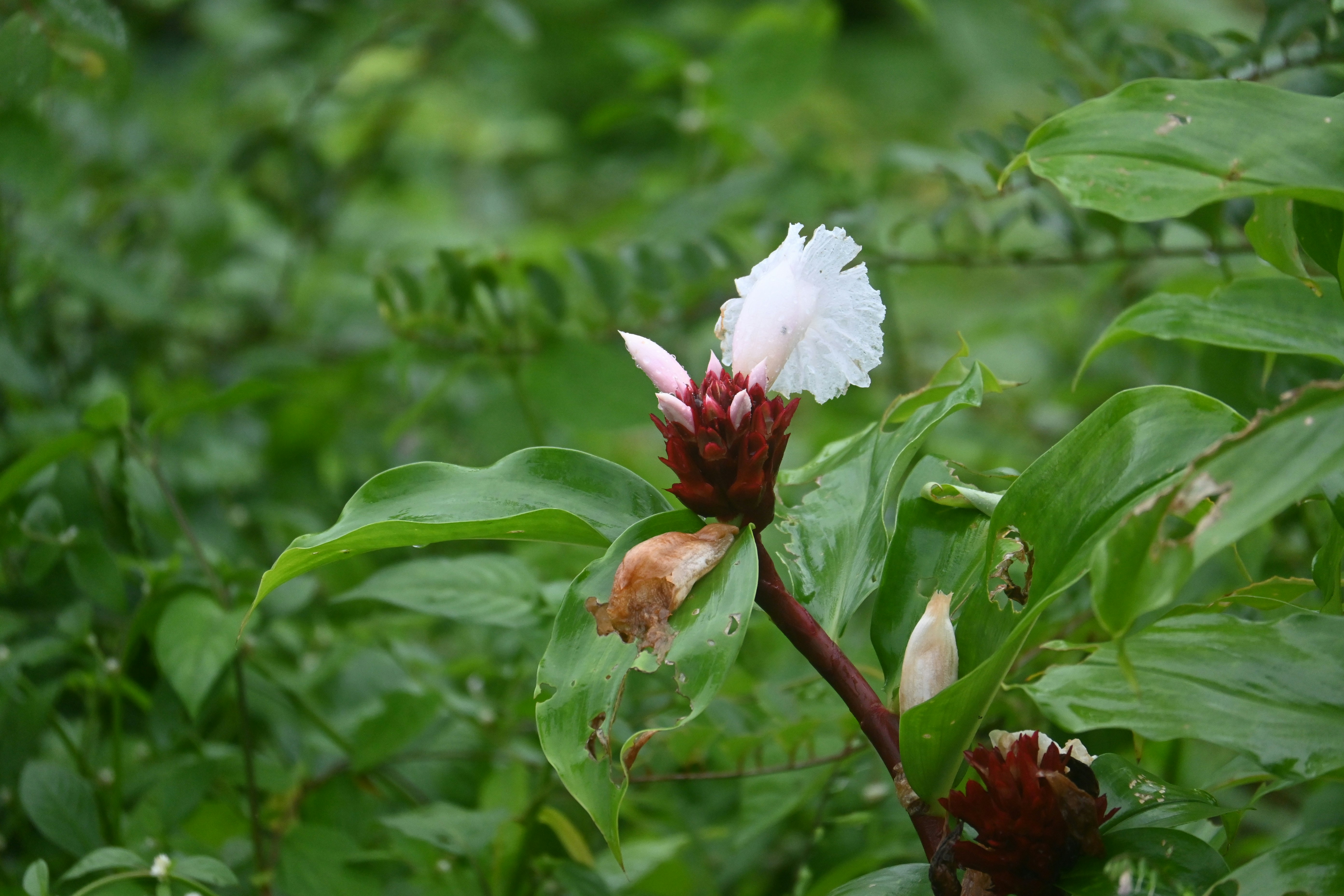 Indian Head Ginger. Shot from Kasaragod in Kerala, India.