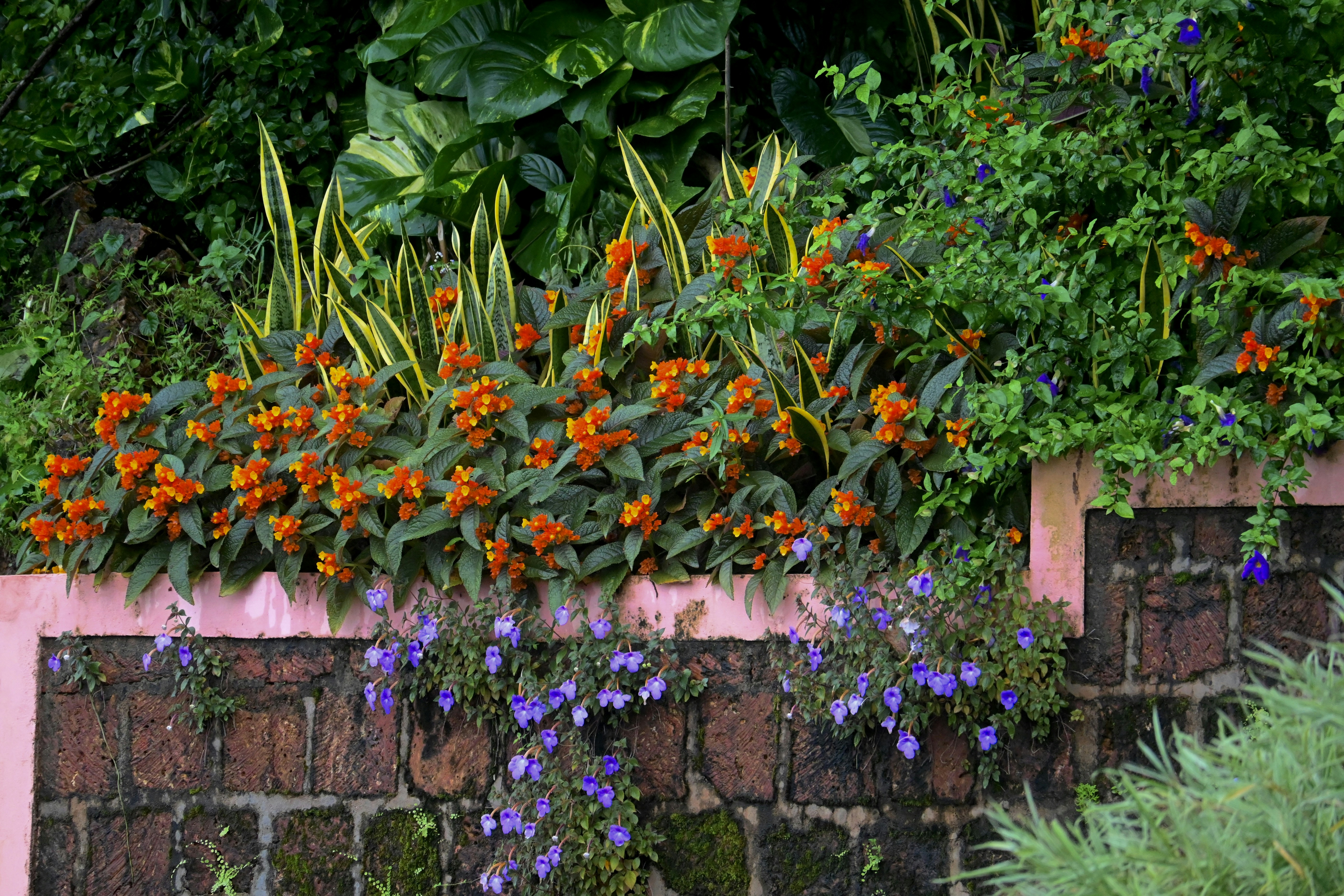 Orange Blooms Draped Over a Brick Wall with Purple Vines