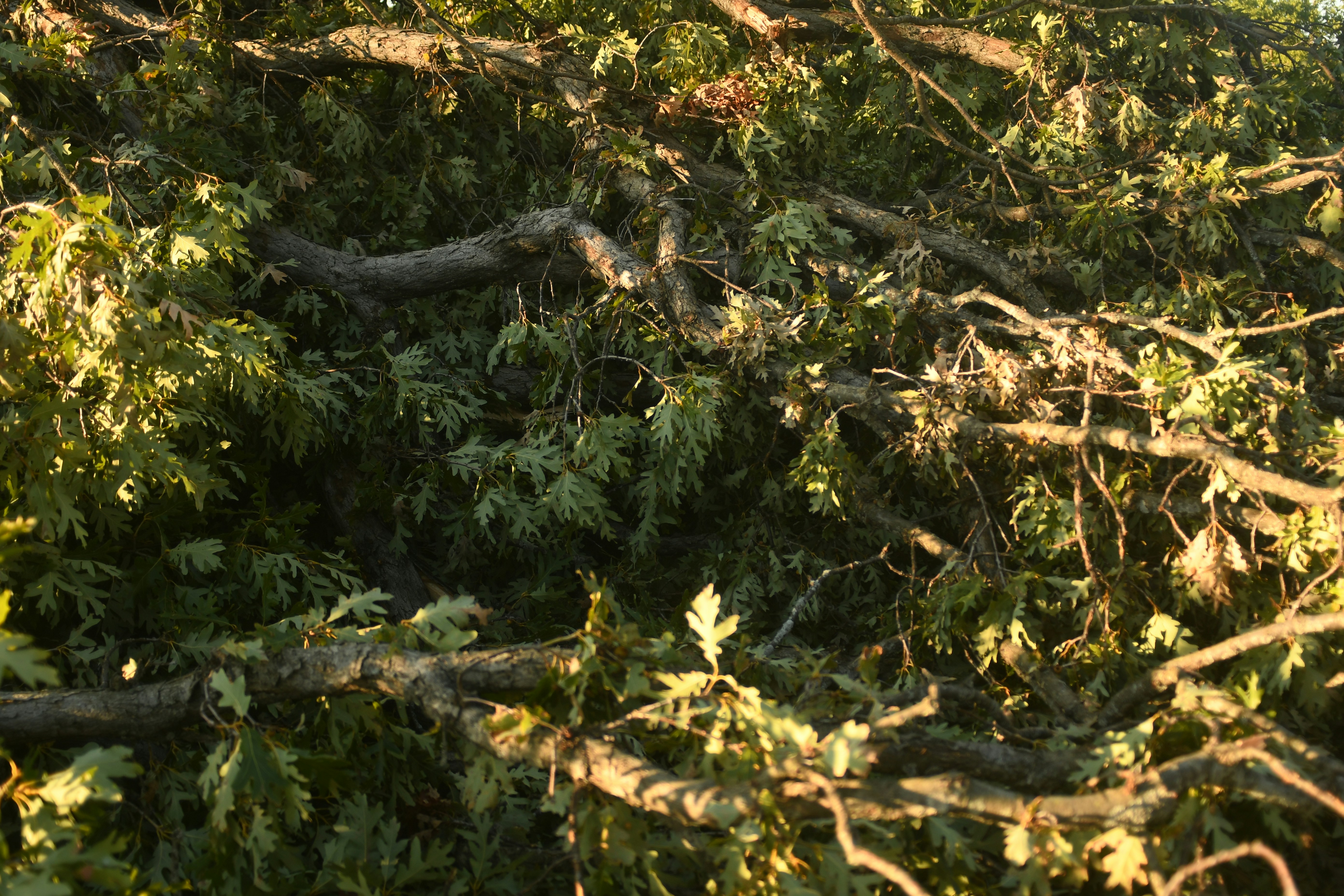 Sunlit Oak Canopy: Golden Highlights on Dense Foliage