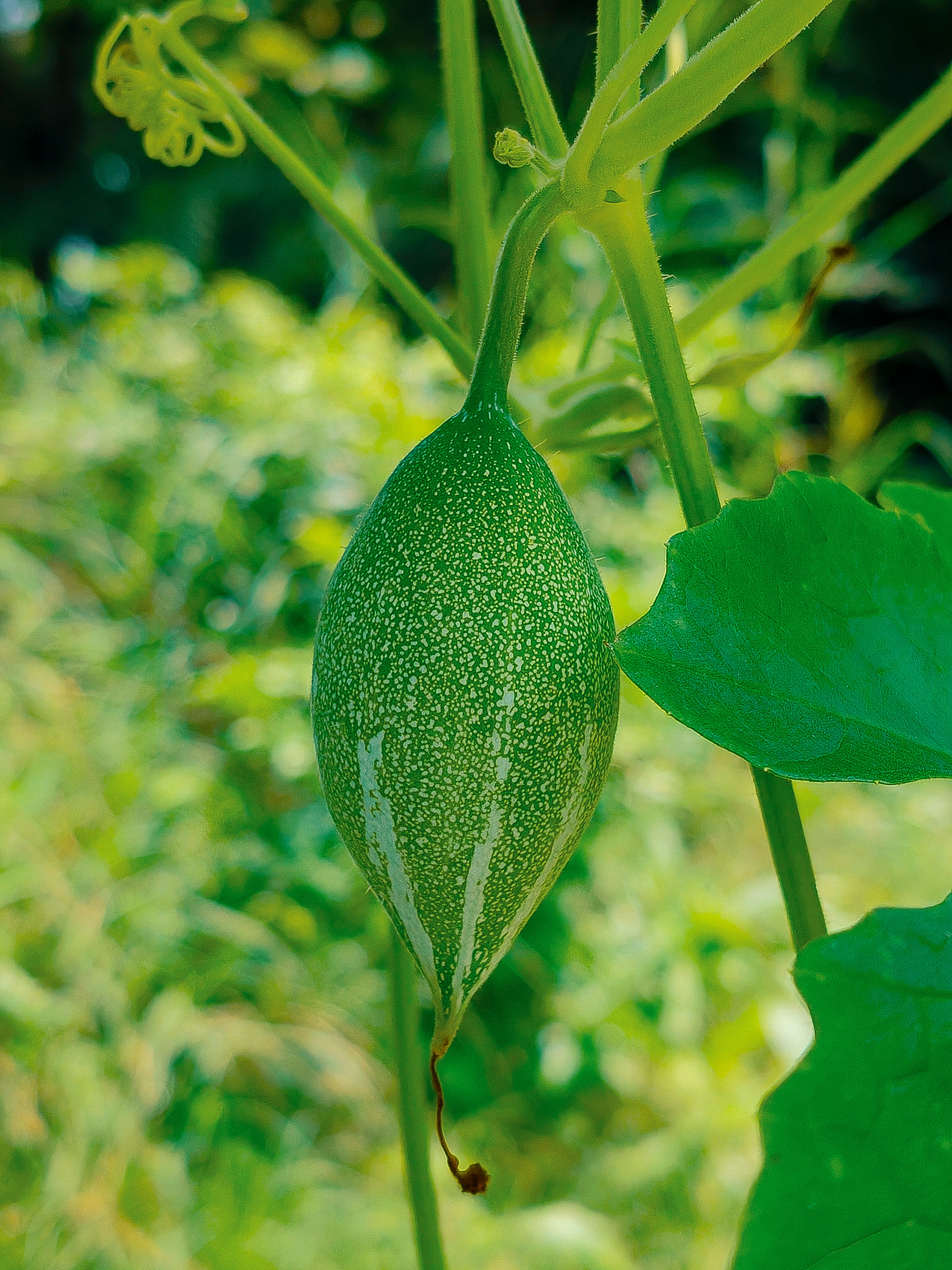 Photo by M.f Shaikh with OnePlus Nord CE4