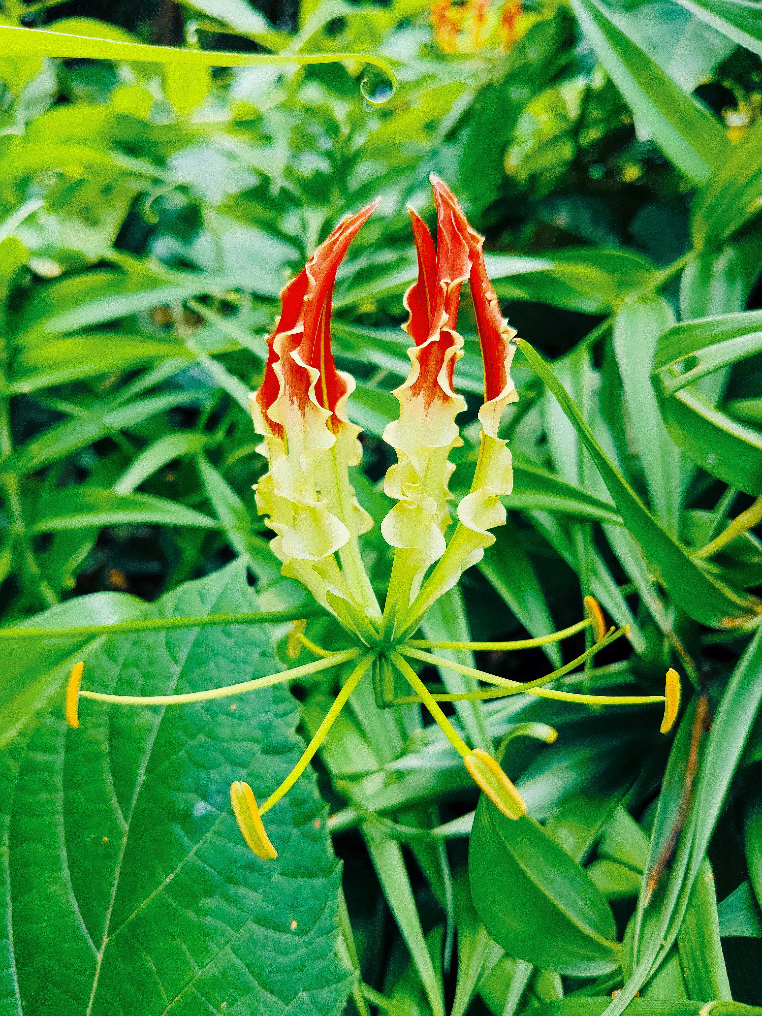 Close-up photograph of a red-tipped torch lily against dense emerald foliage.