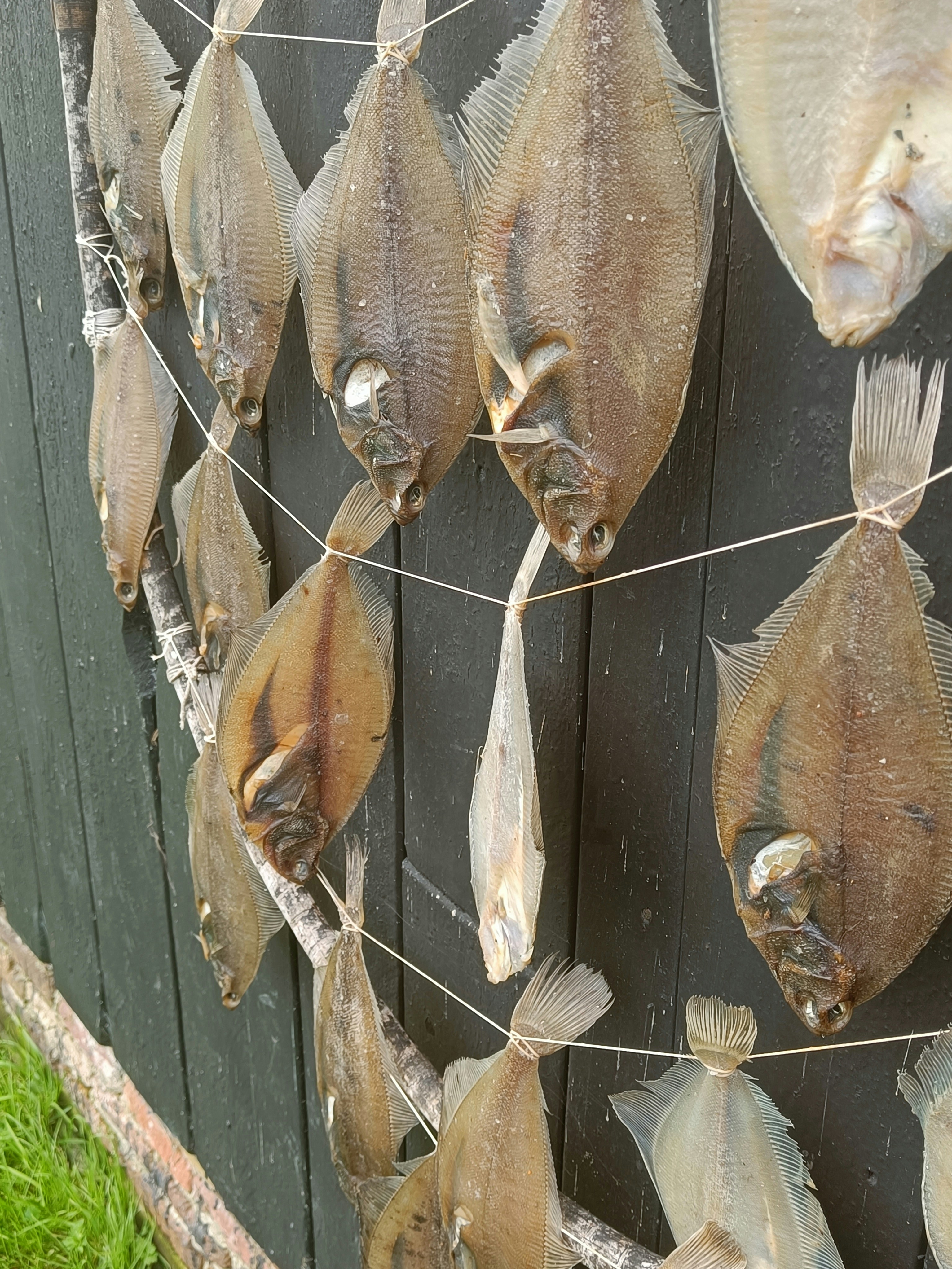A bunch of dead fish hanging on a line photo – Free Enkhuizen Image on ...
