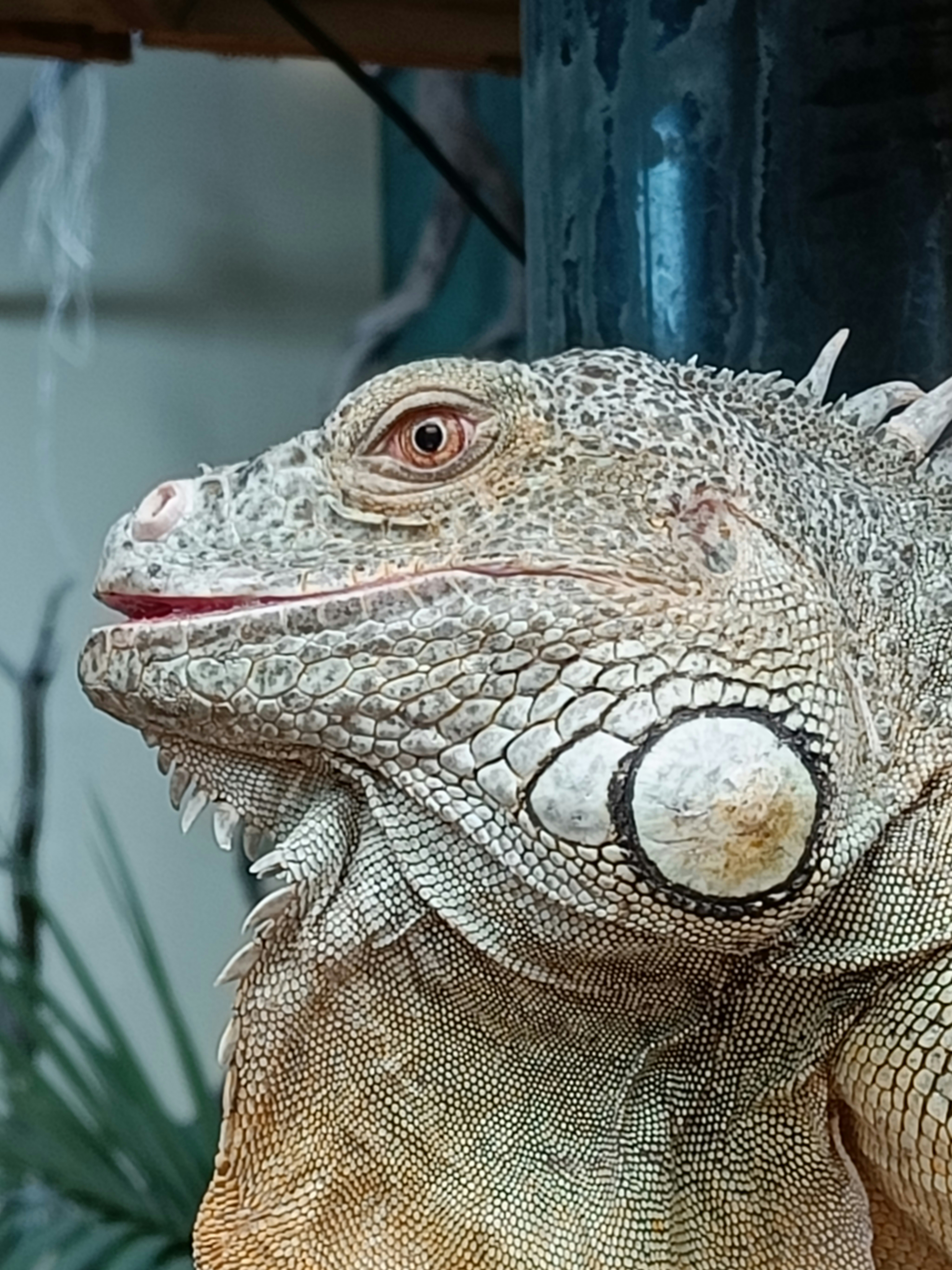 Close-up of a lizard facing left, highlighting rugged scales and textured skin in natural light; a detailed headshot suitable for illustrative or documentary use.