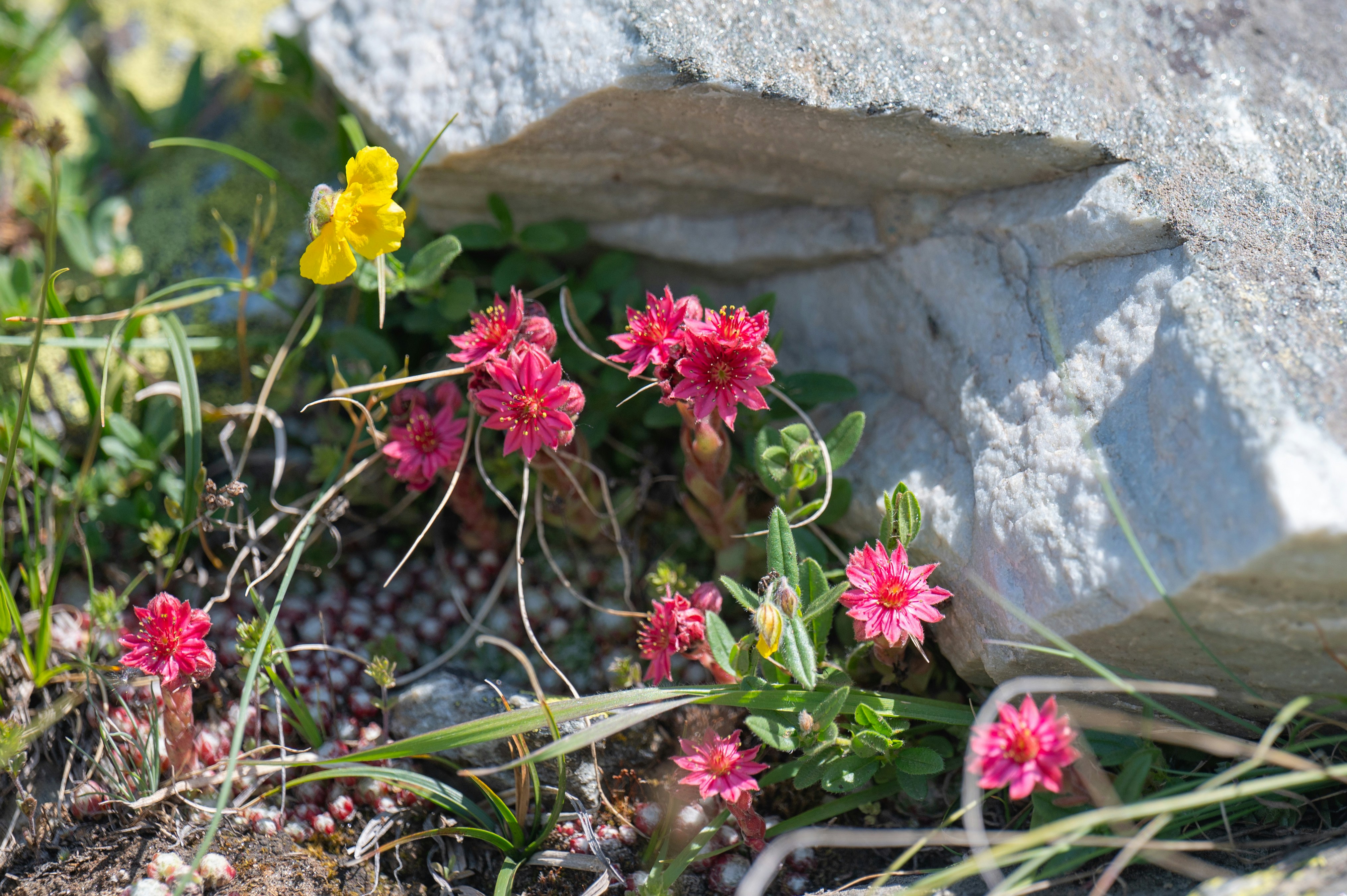 Desert Flora in a Stone Crevice: Pink blooms Against Weathered Rock