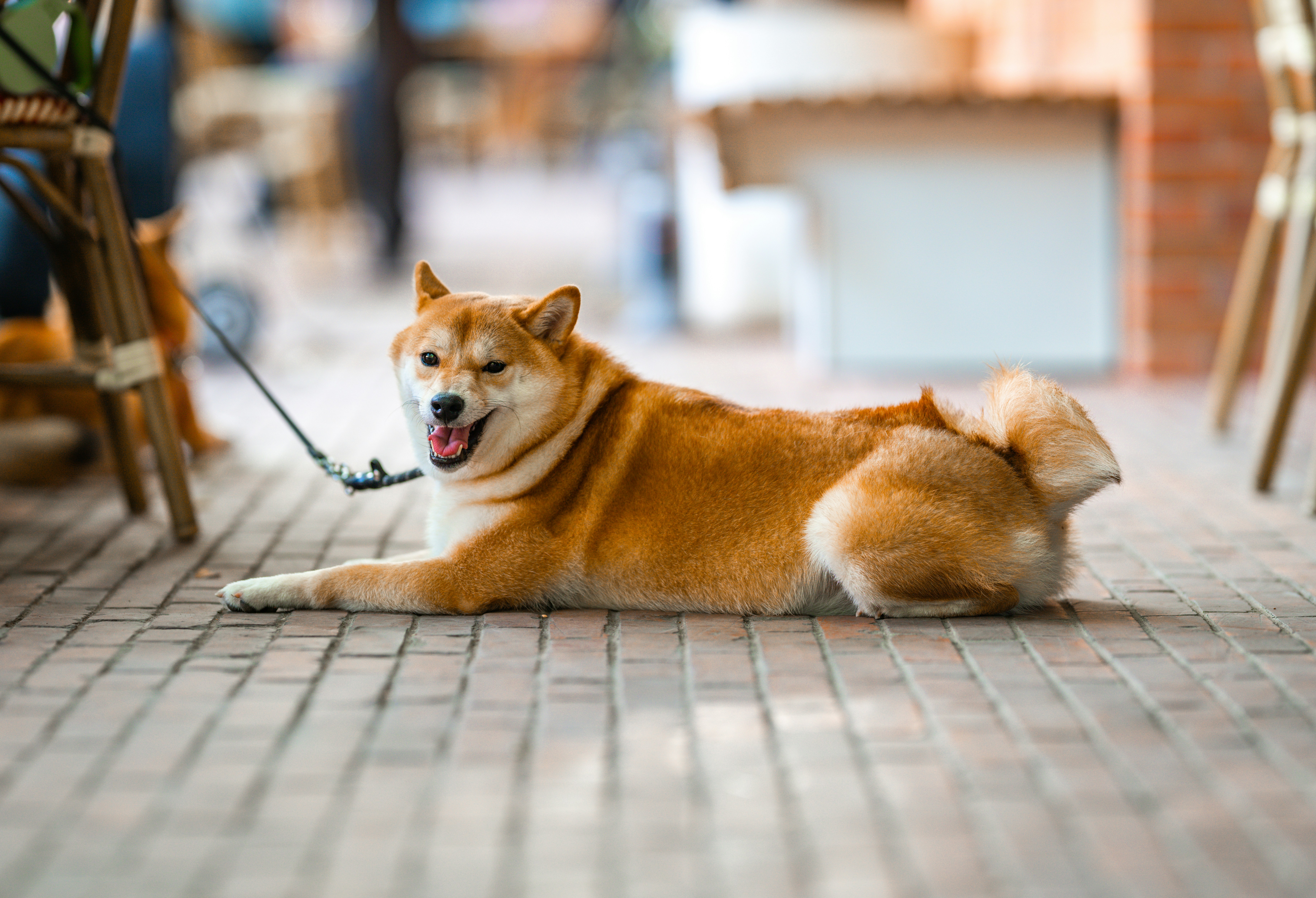 A dog laying on the ground with a leash photo – Free Pudong Image on ...