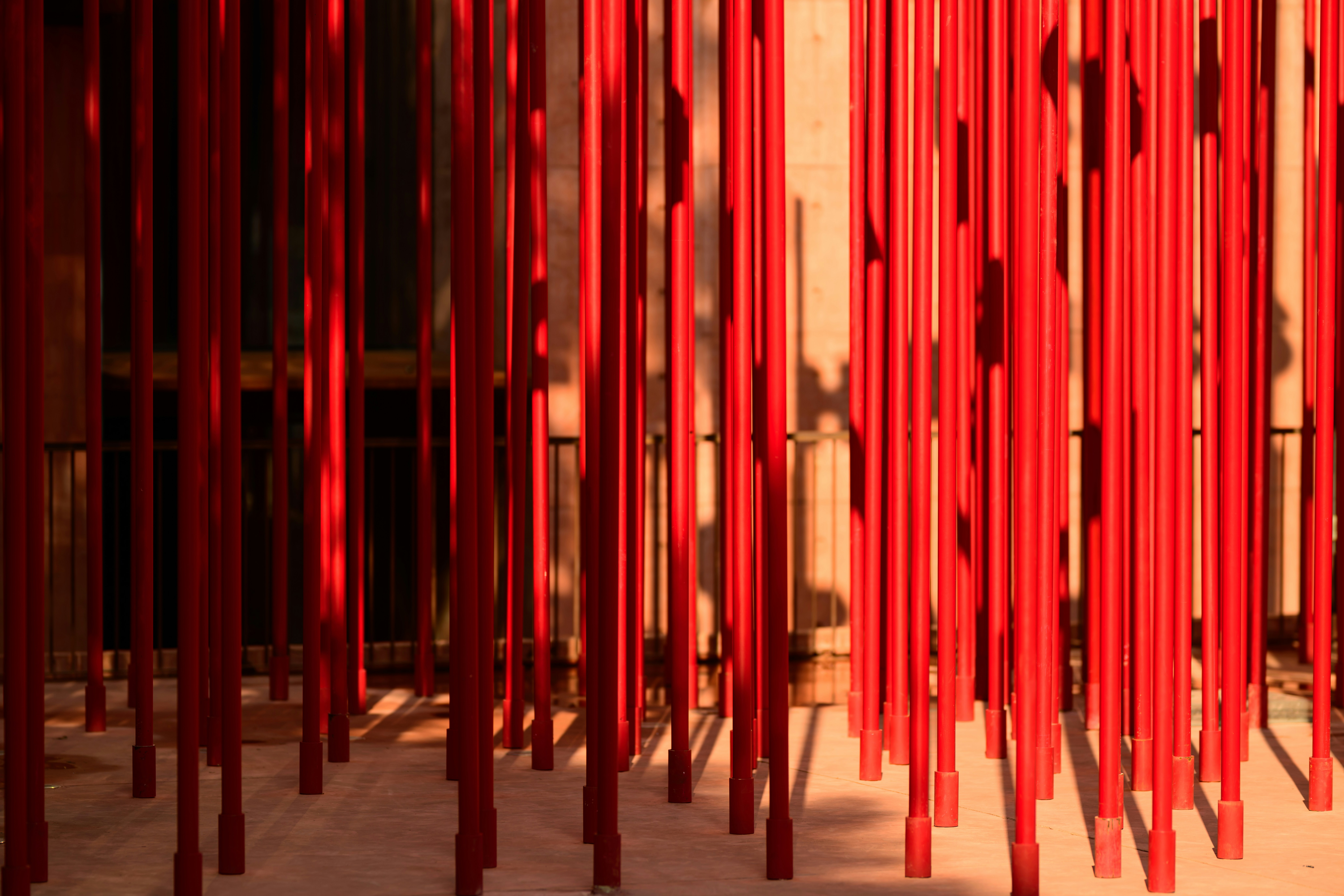 Photo by Declan Sun with Nikon Z8