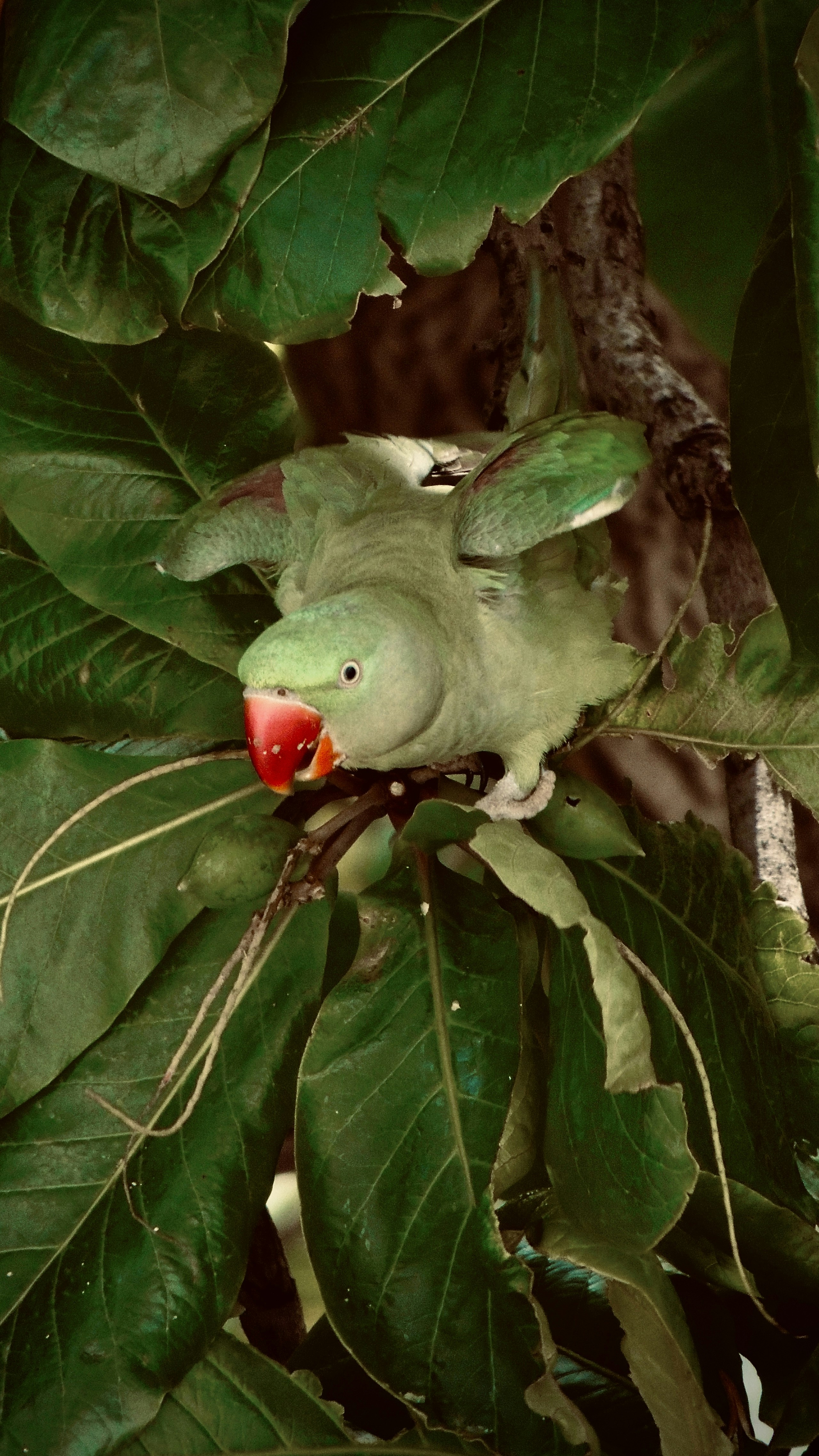Emerald Plush Peers Through a Vein of Leaves