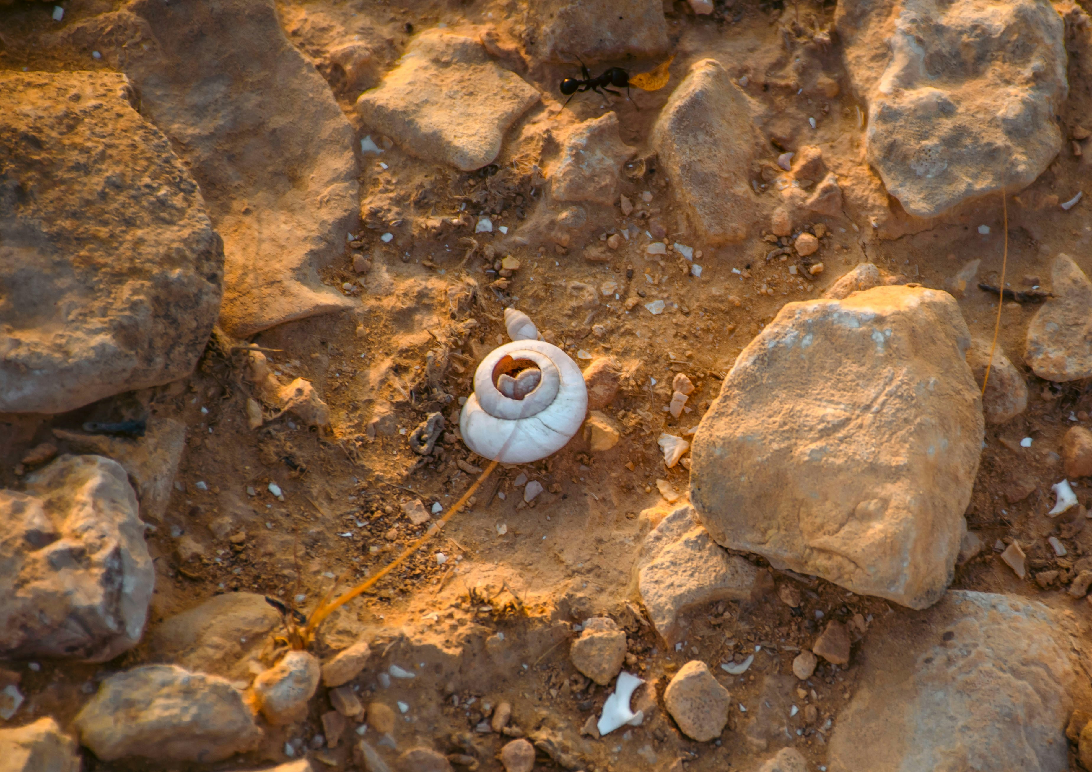 A small white object sitting on top of rocks photo – Free Orange Image ...